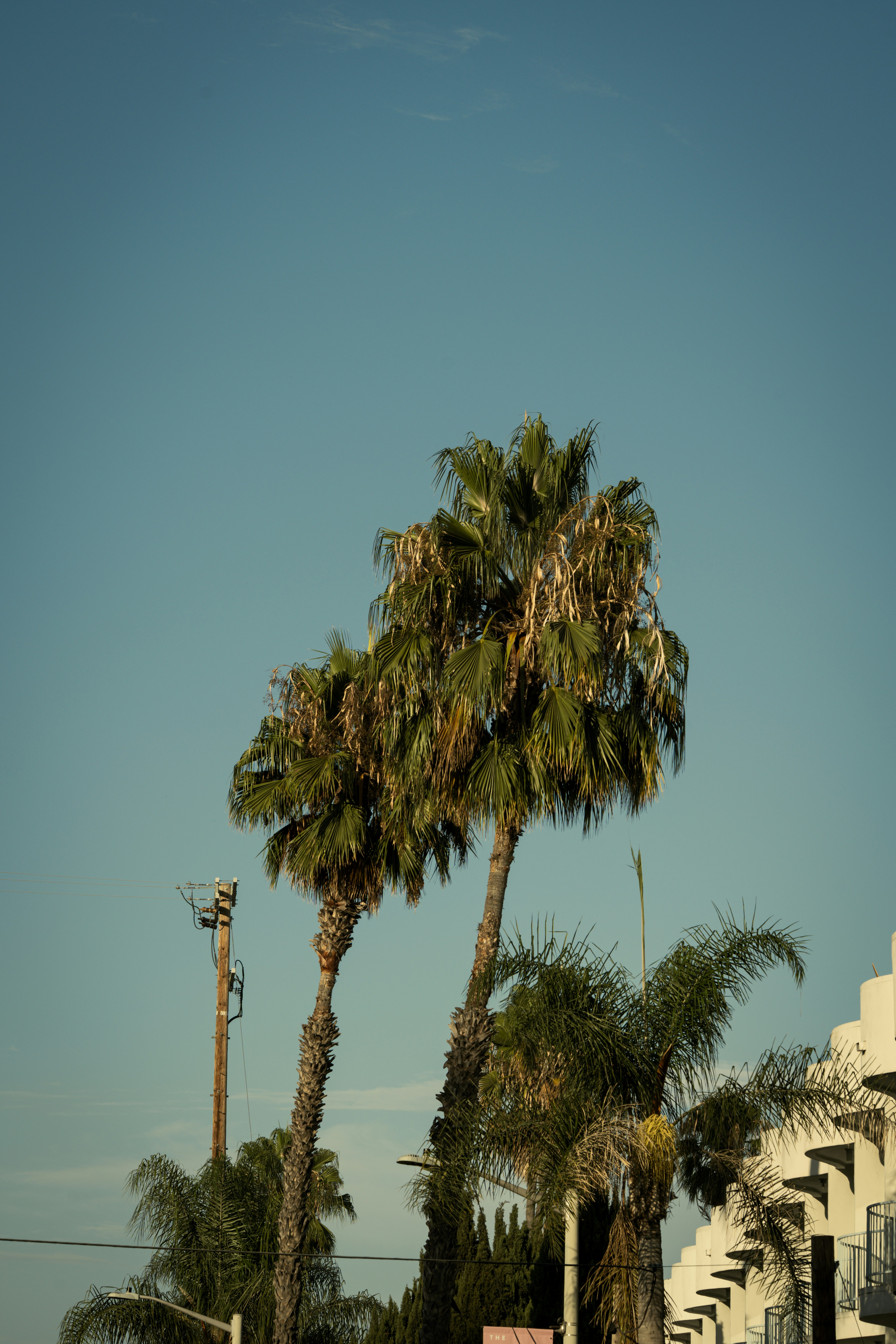 Two Leaning Palms Framing a Sunlit Street Under a Cobalt Sky