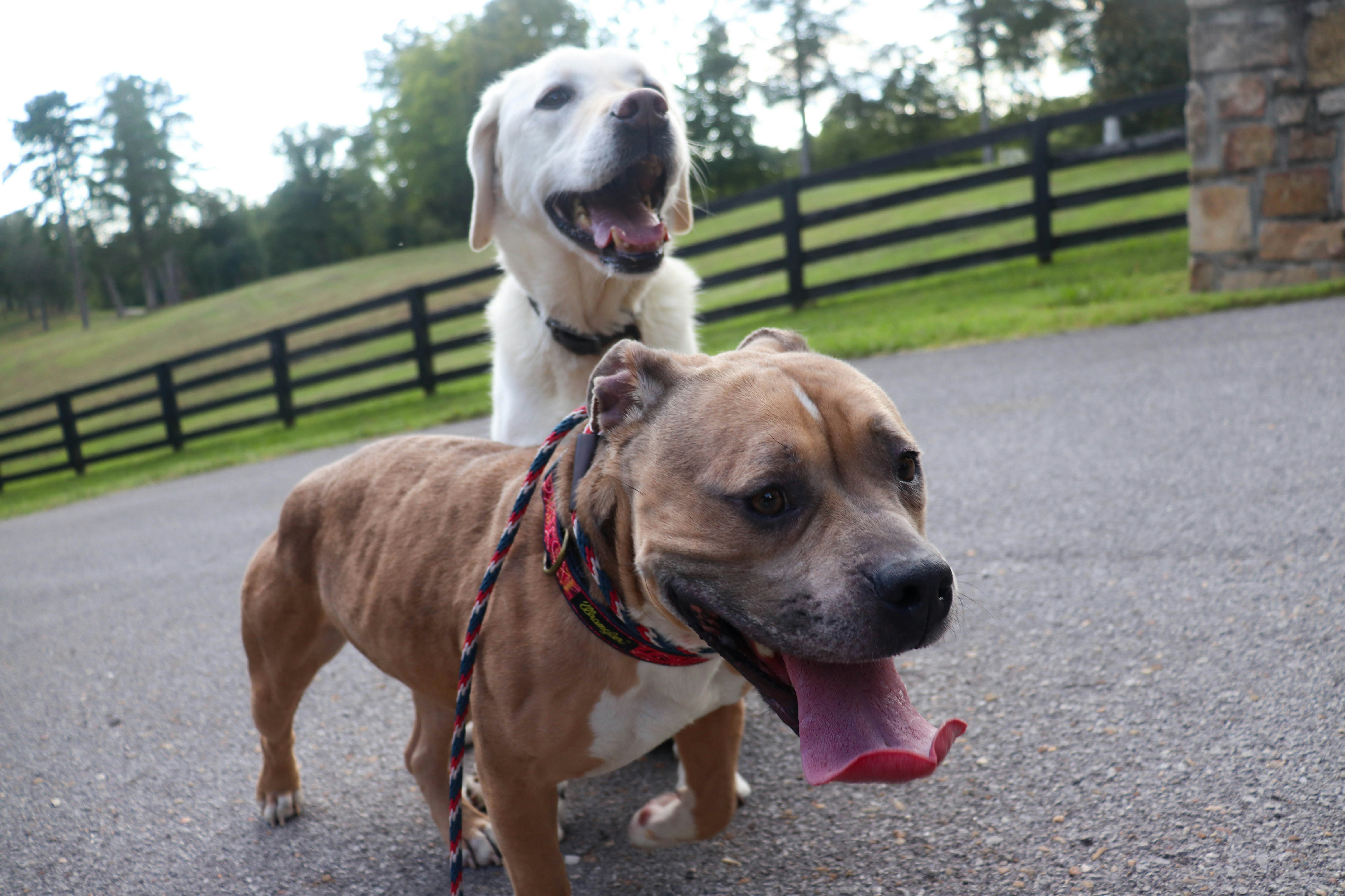 Two happy dogs playing outdoors on a paved path.