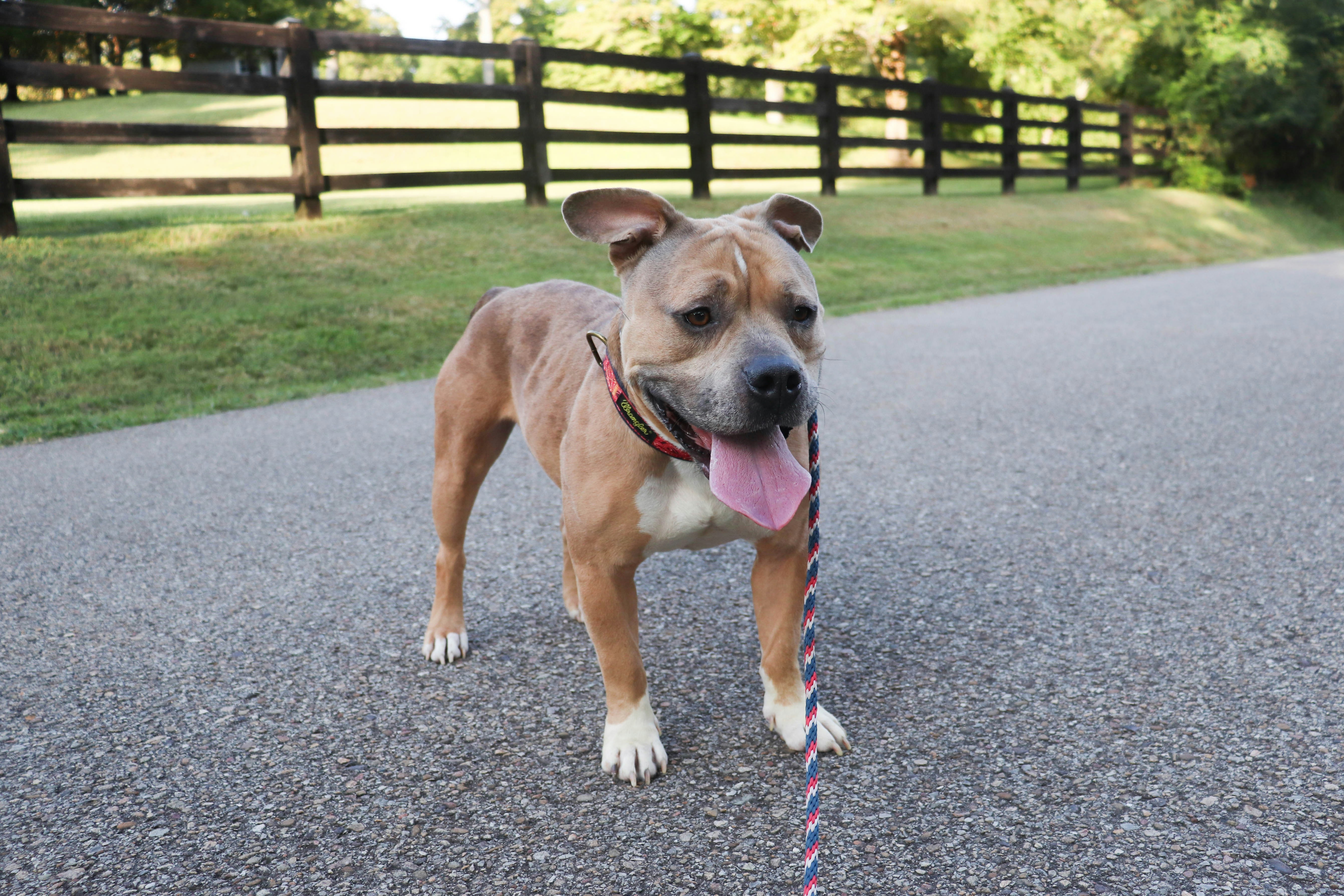 A happy dog on a leash outdoors