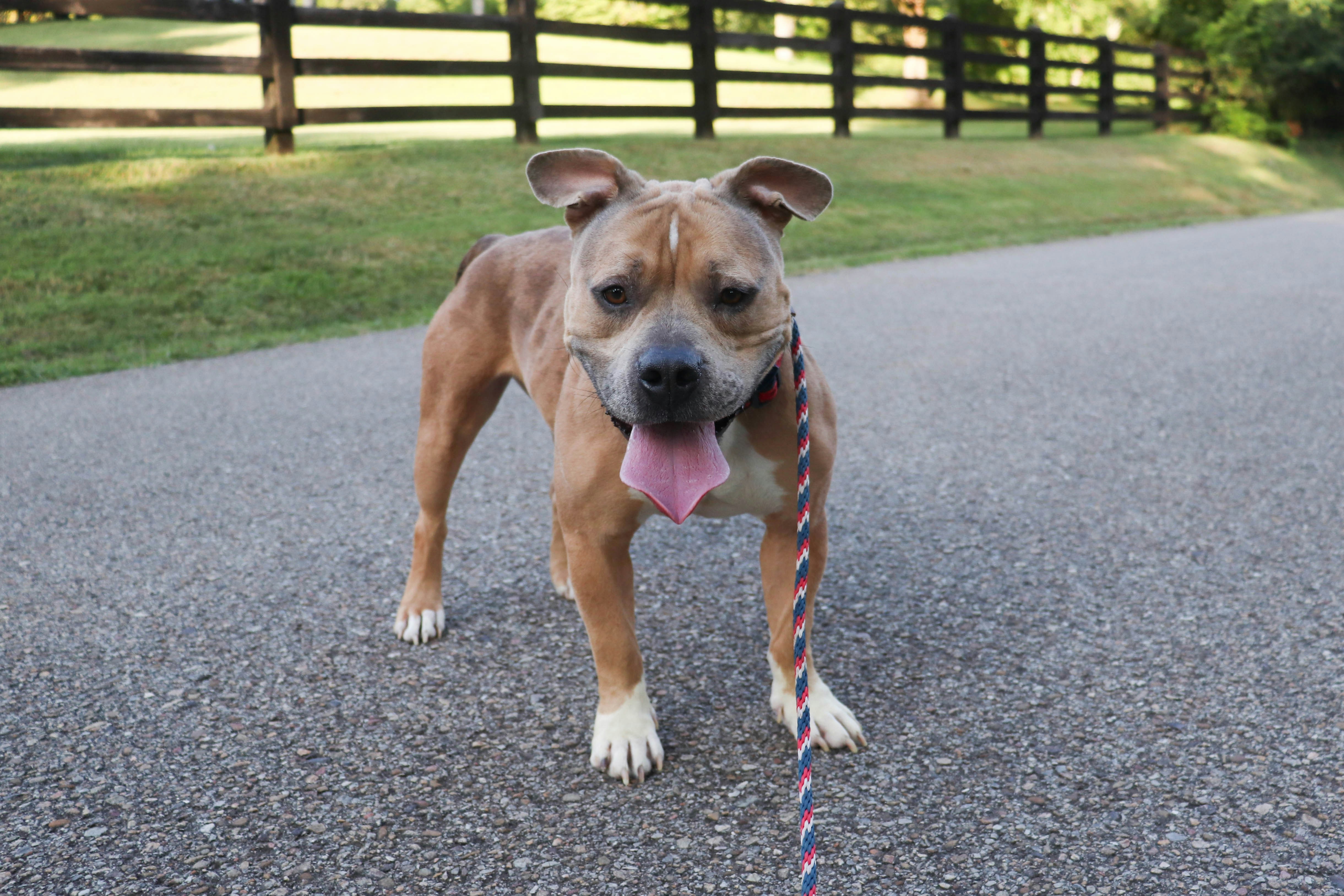 Joyful Canine Companion on a Stroll