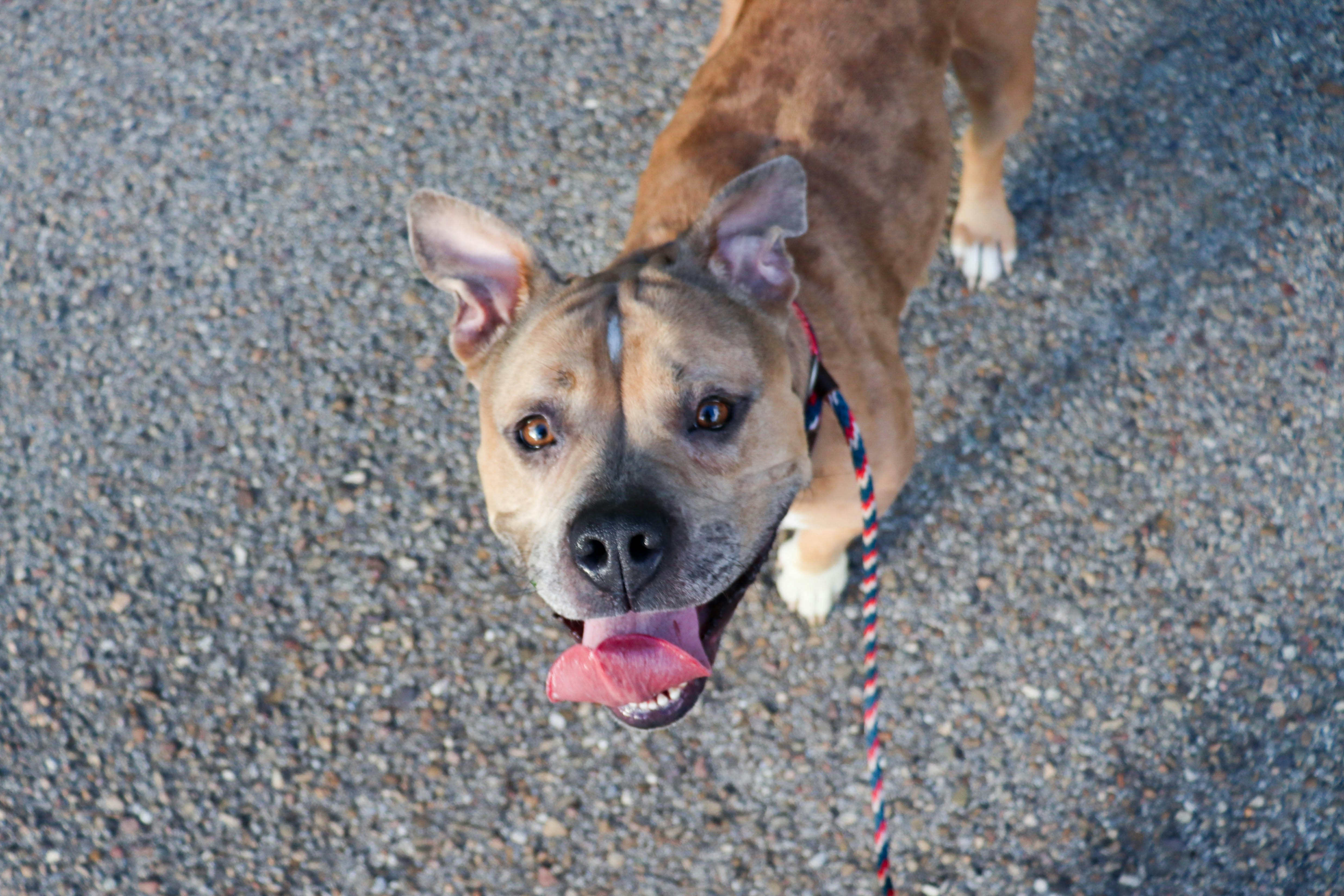 Joyful Canine Encounter