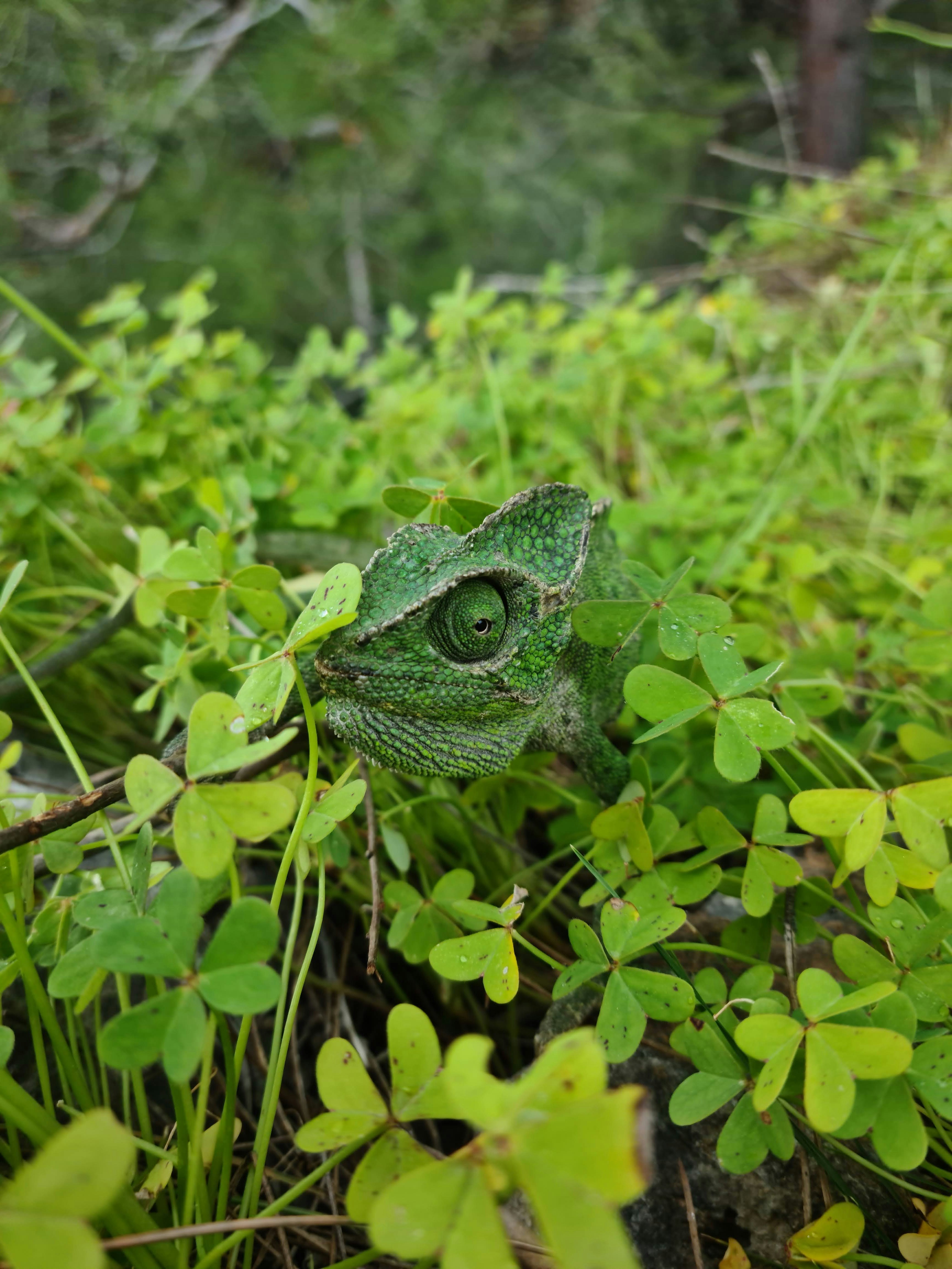 Emerald Guardian in a Verdant Realm