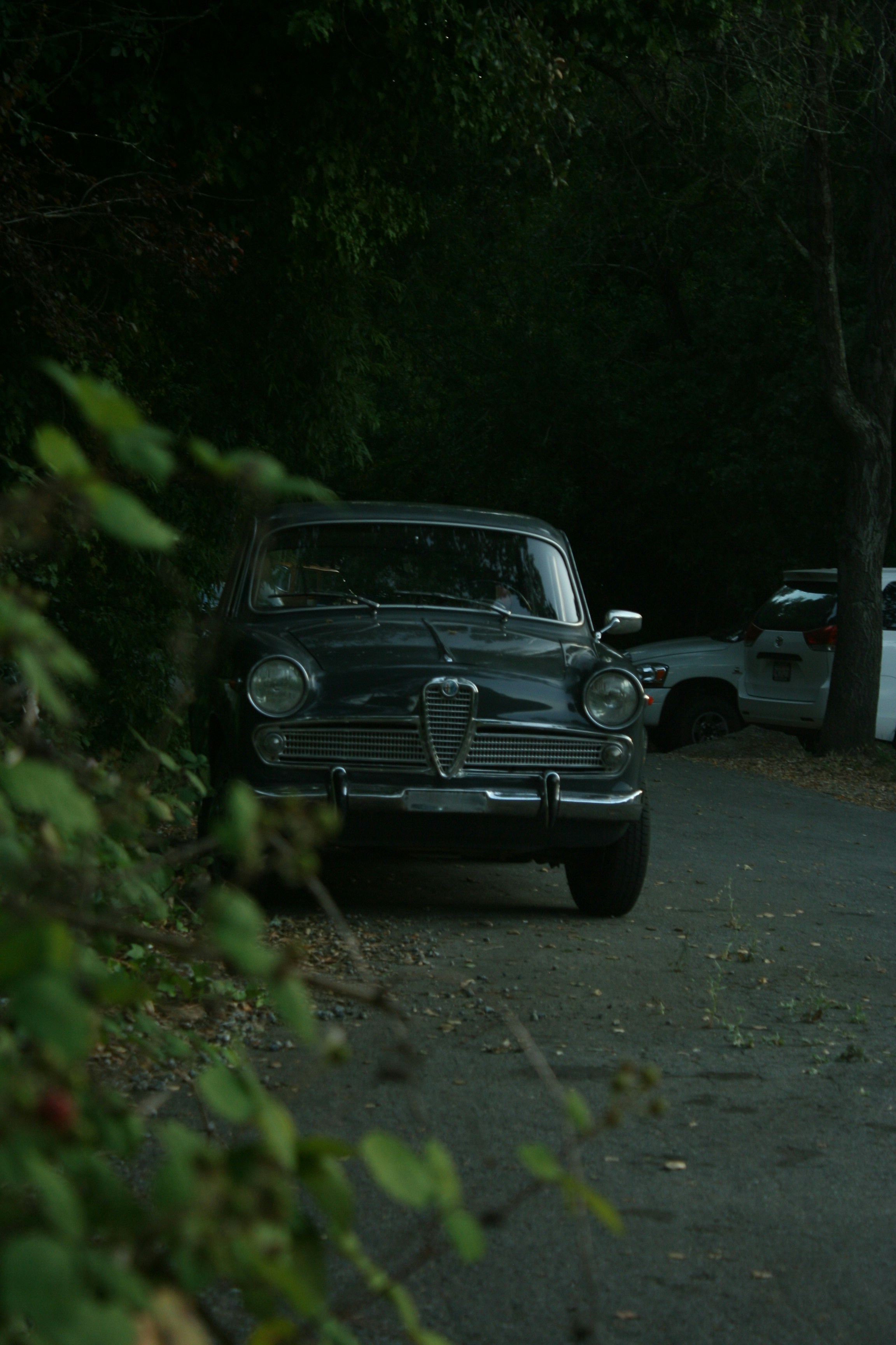 Vintage Elegance: A Timeless Automobile Amidst Nature