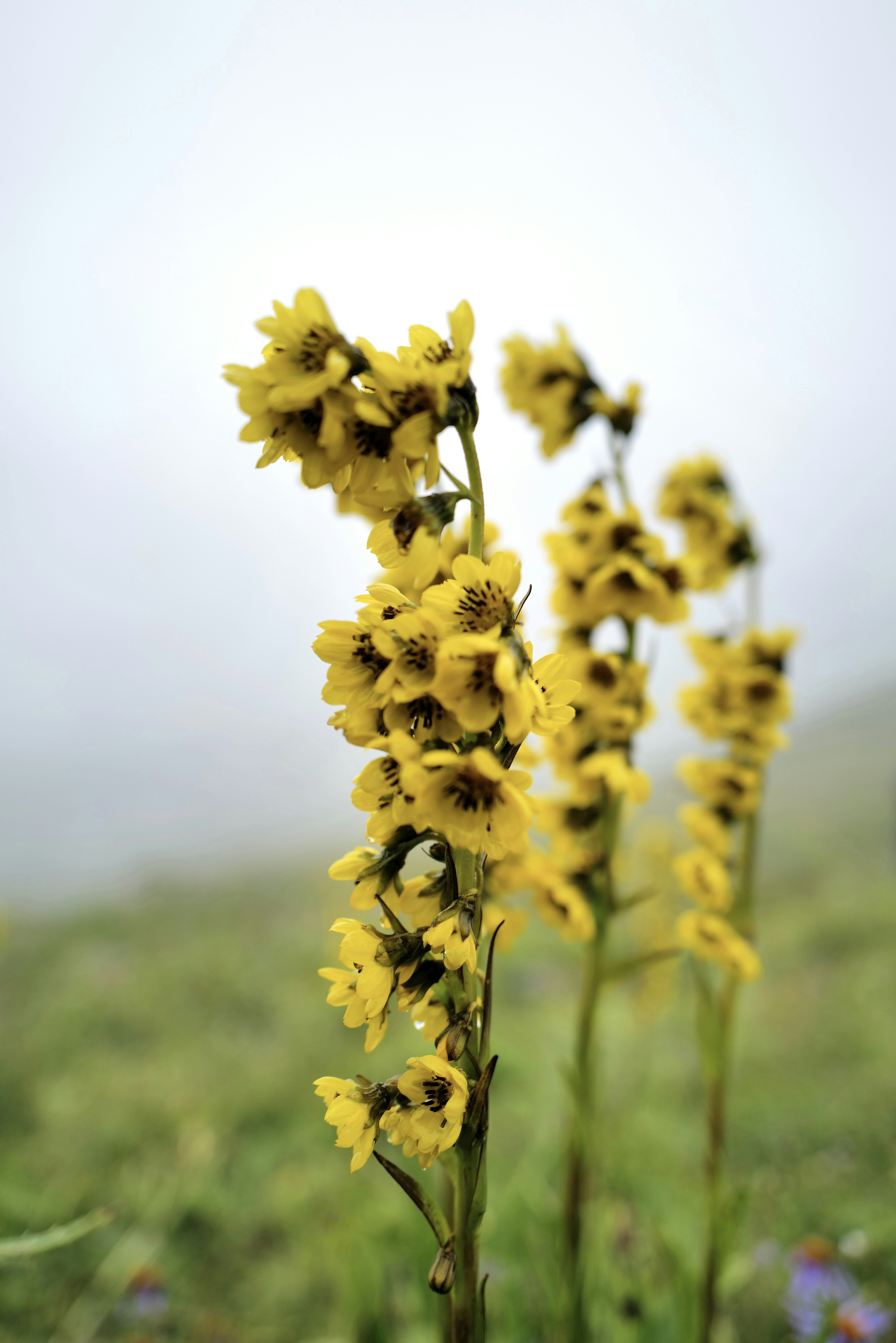 Whispers of Yellow in a Misty Meadow