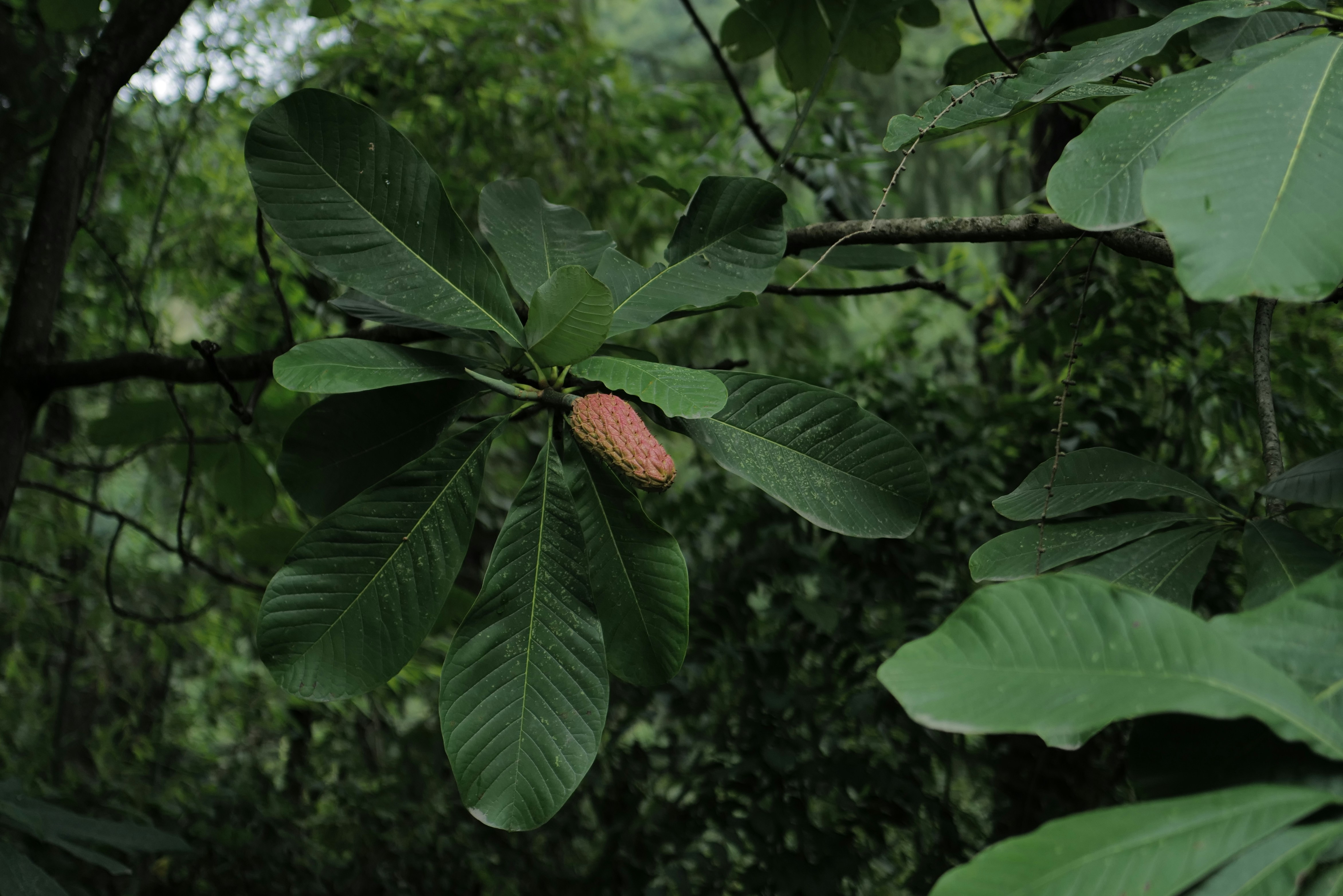 Nature's Hidden Gem: The Enigmatic Fruit