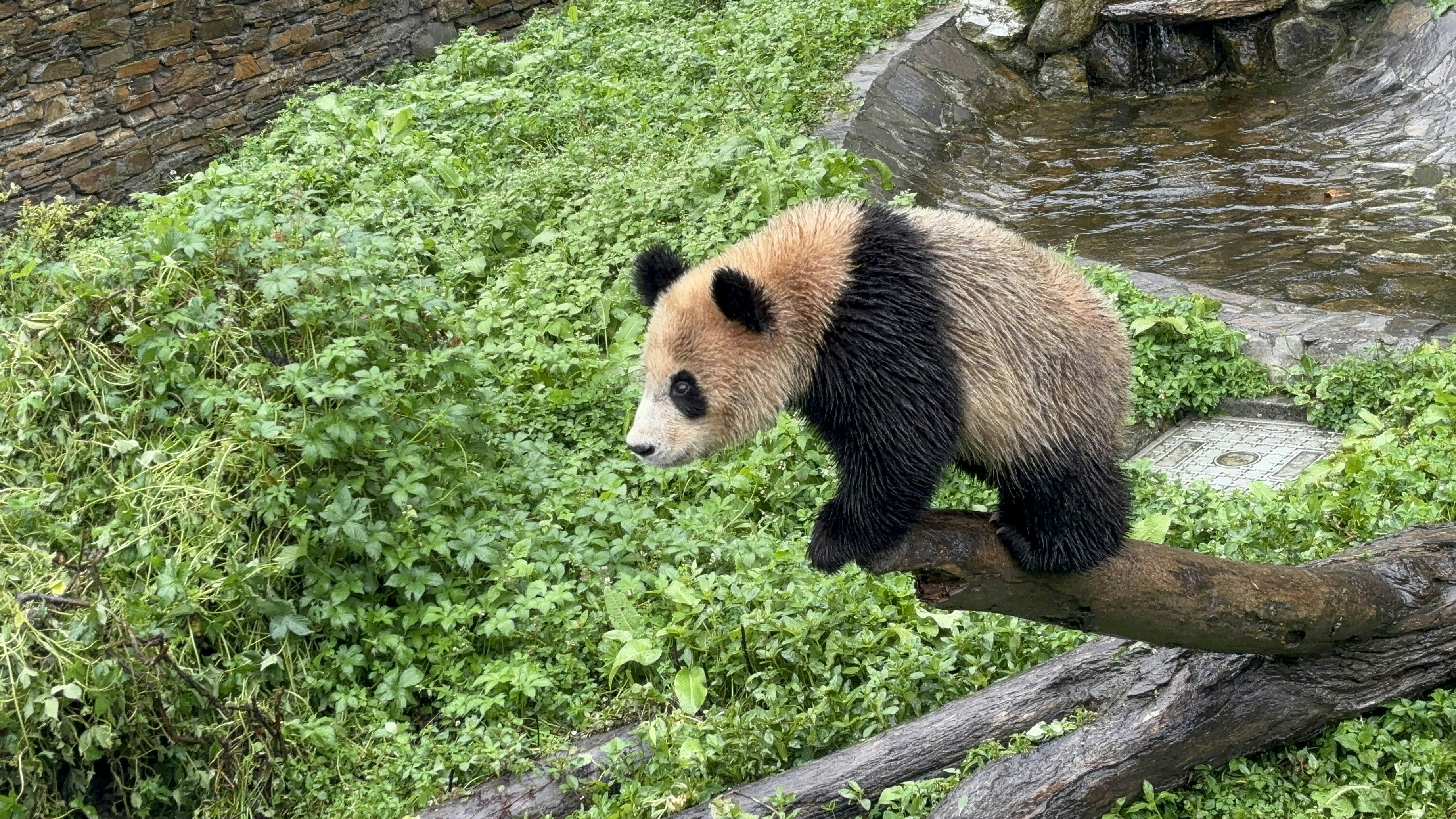 The Playful Perch: A Panda's Moment of Curiosity