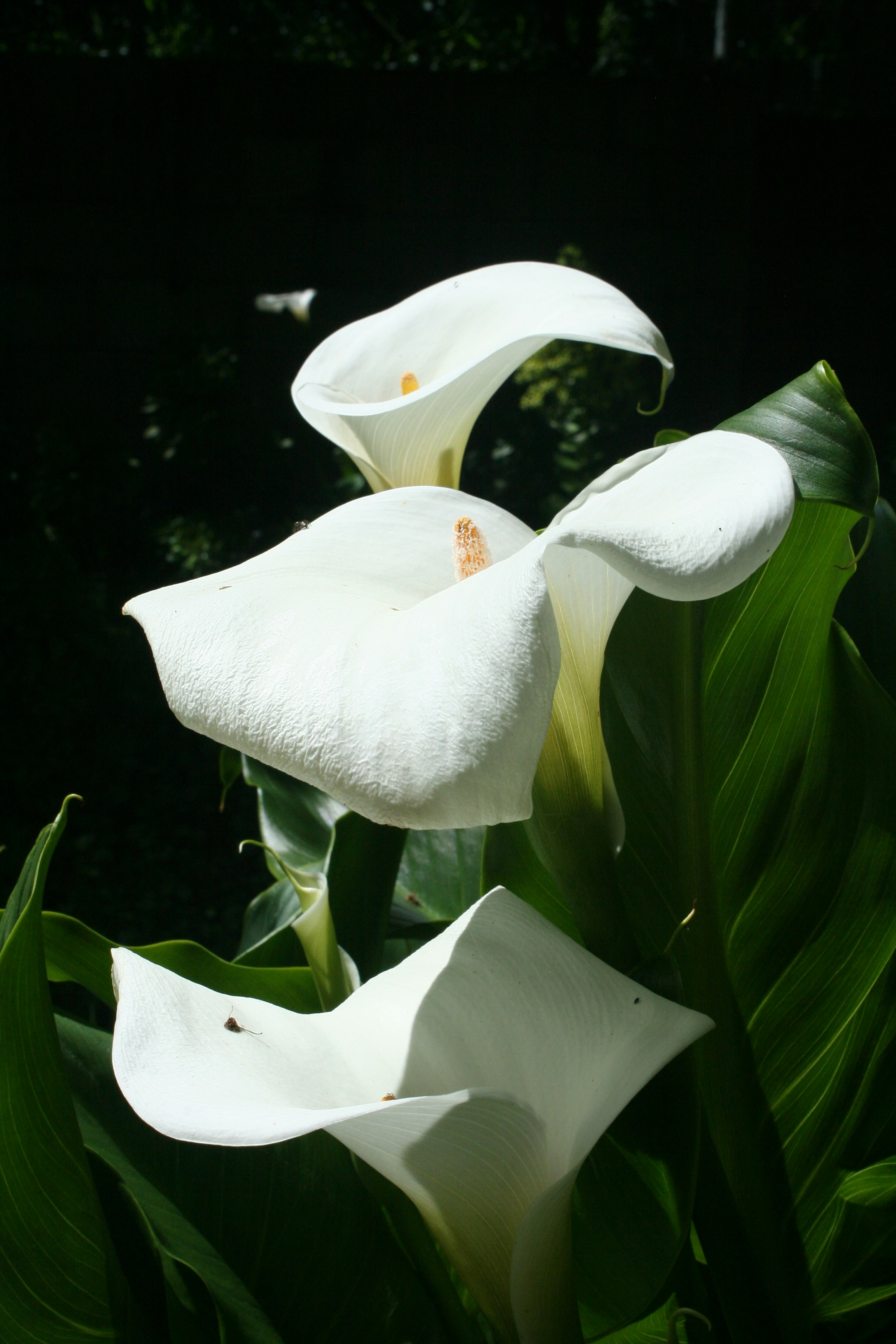 Calla Lily Reverie: White Petals Against Verdant Shadow