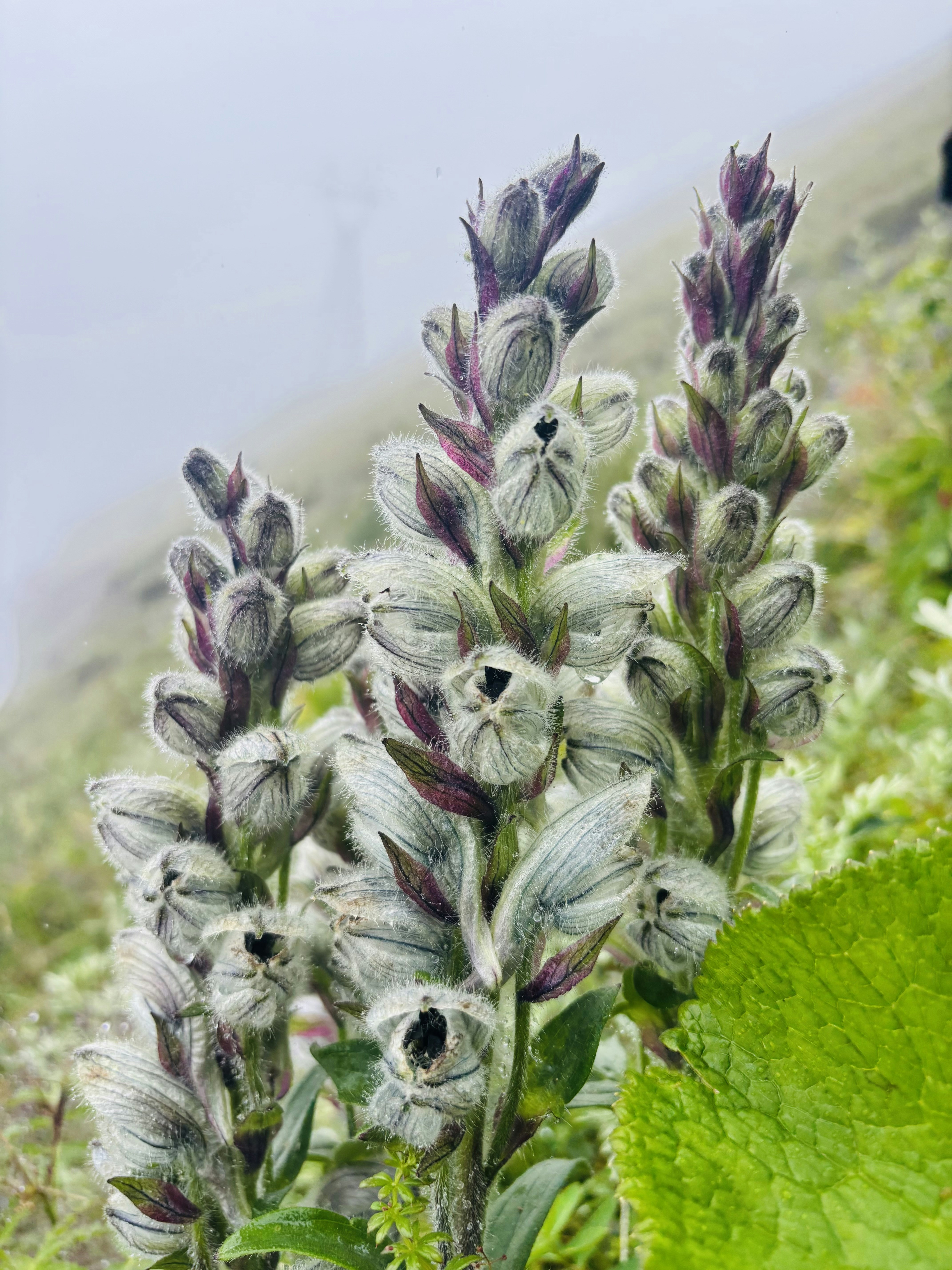 Fuzzy purple and white wildflowers on a foggy mountain. photo – Free ...