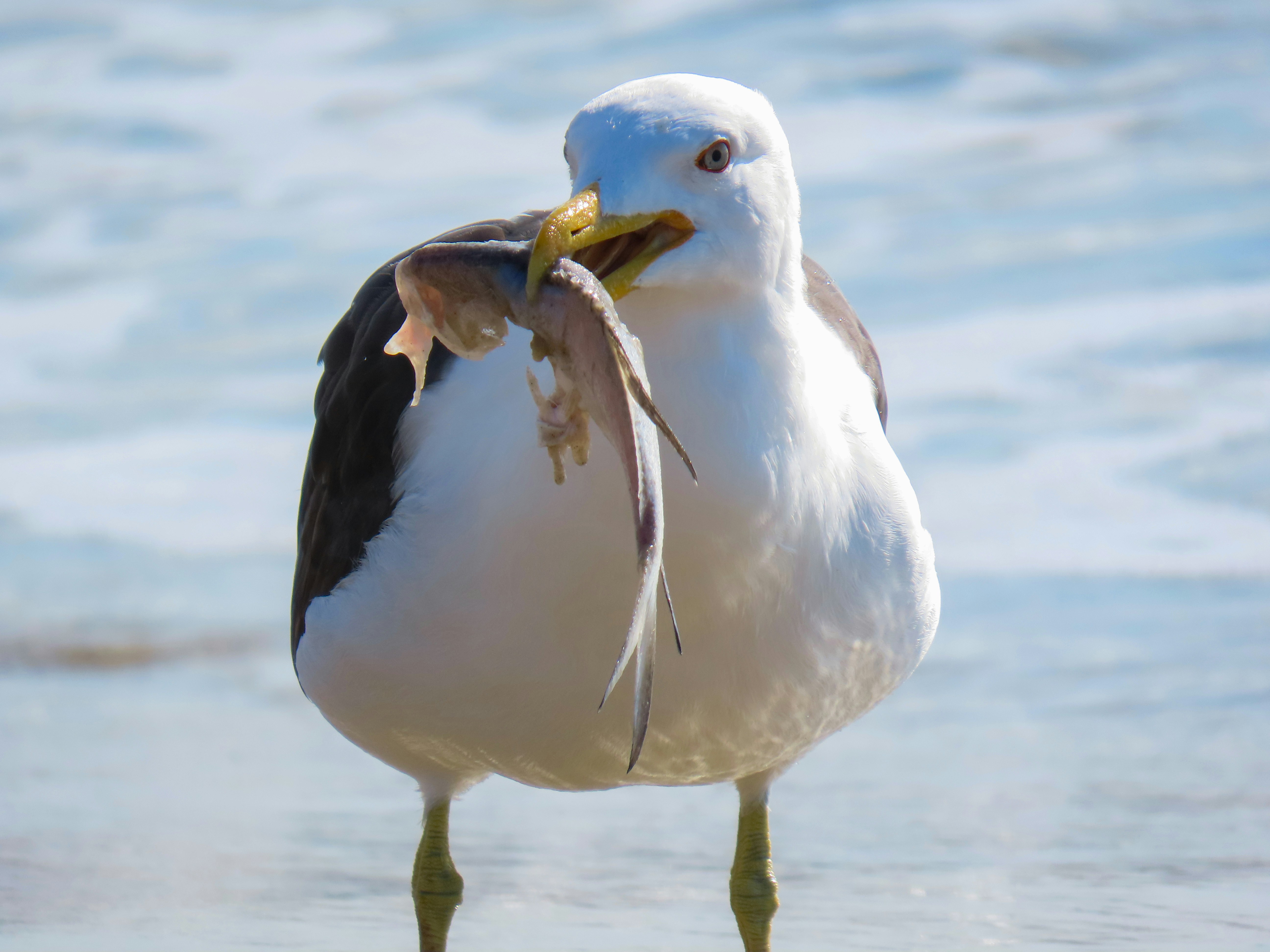 Seagull standing in shallow water, proudly holding a fish in its beak. The scene captures the essence of coastal wildlife in action.