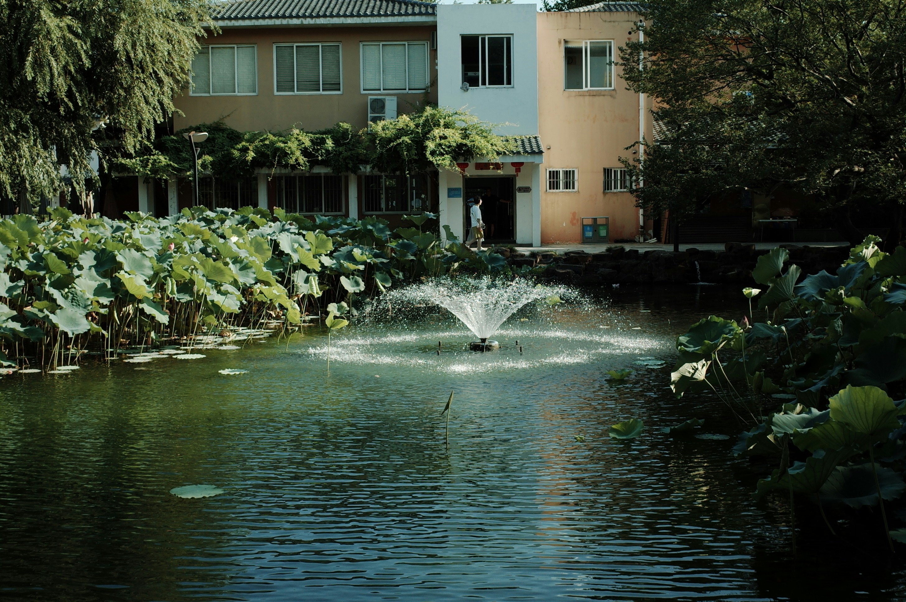 Whispers of Tranquility at the Lotus Pond