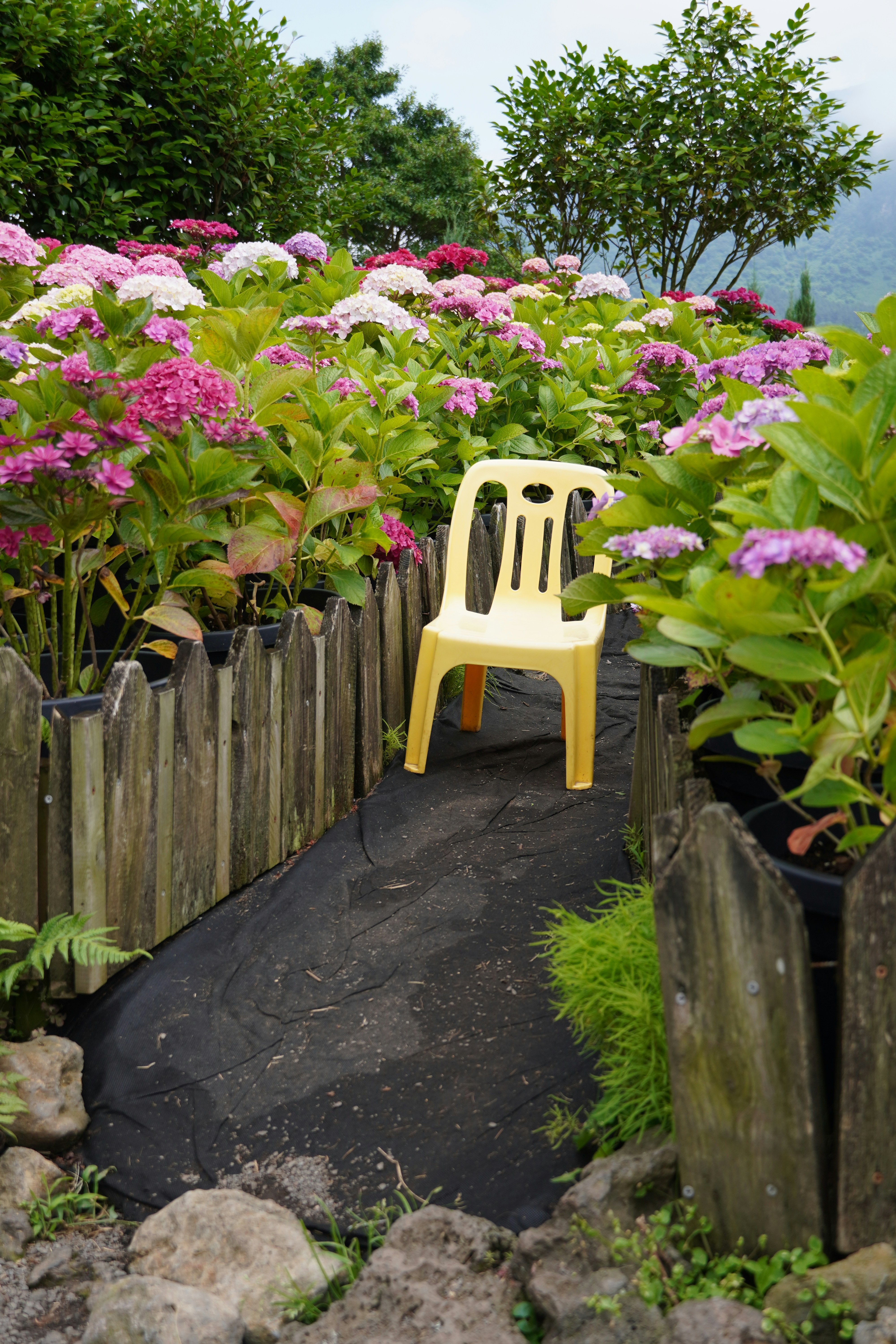 Guided seating among hydrangea rows: a single yellow chair at the garden aisle