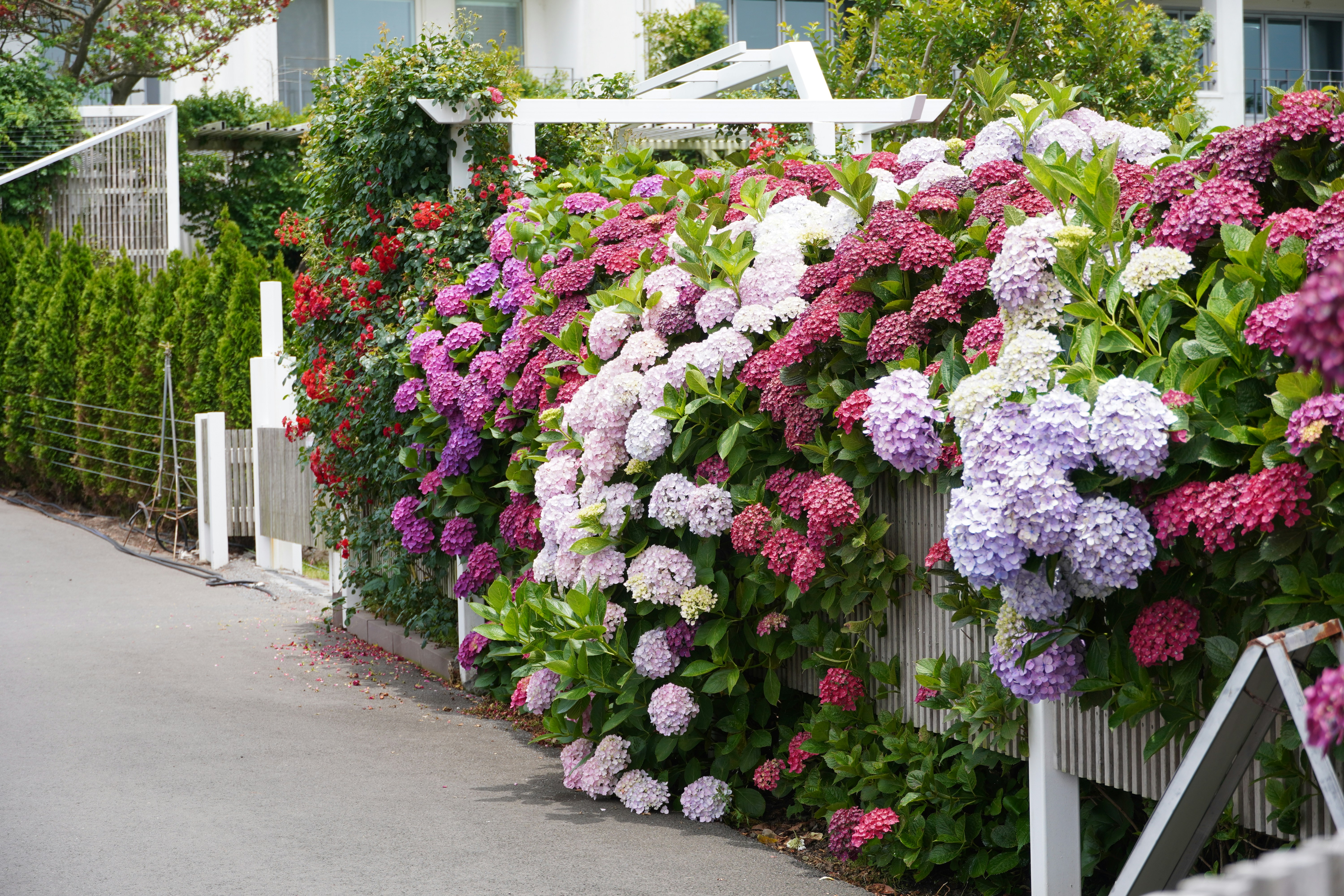 Hydrangea Curtain Along a White Fence