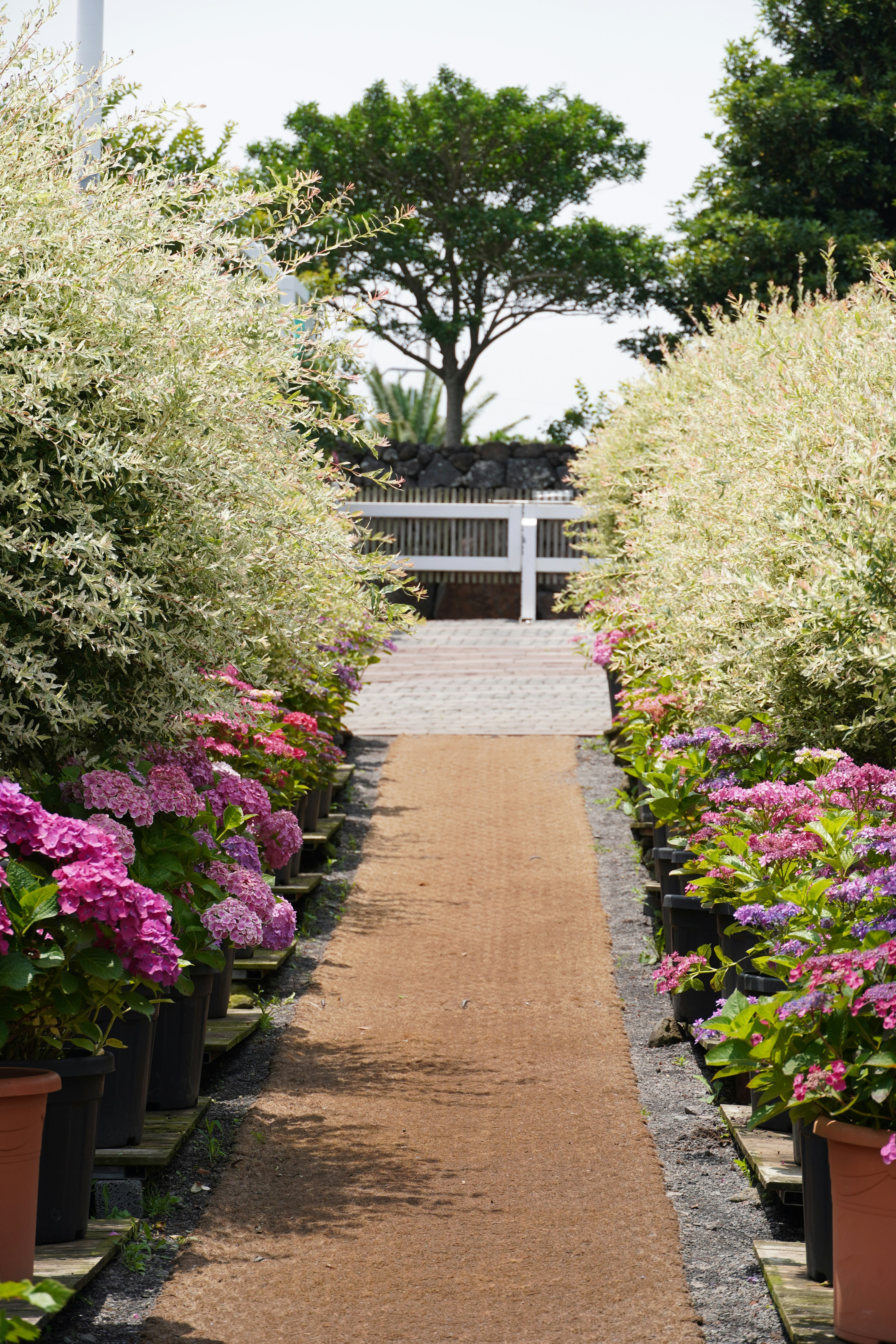 Hydrangea Lane: A Symmetric Garden Path to a Quiet White Gate