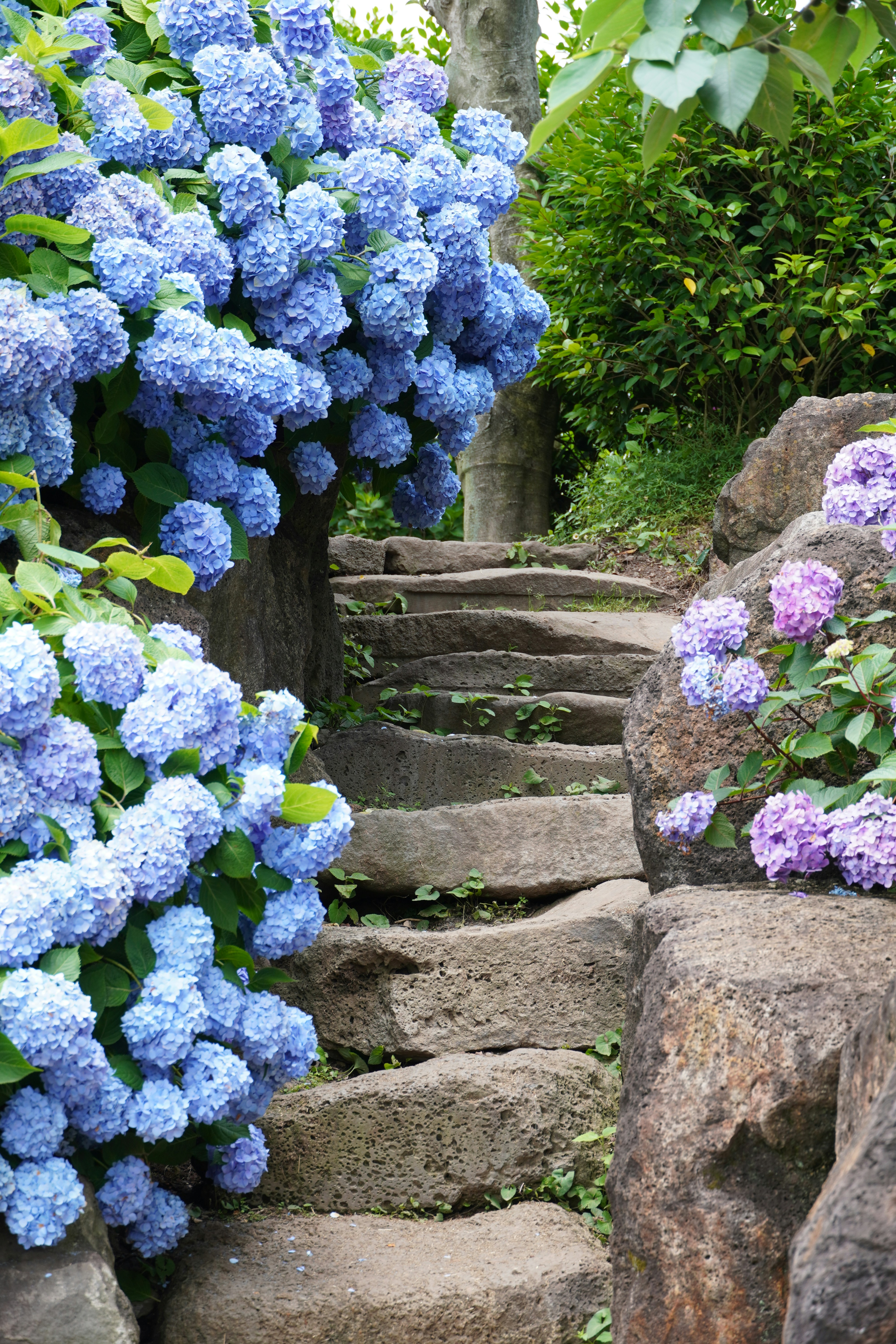 Whispers of Hydrangeas Along the Stone Path