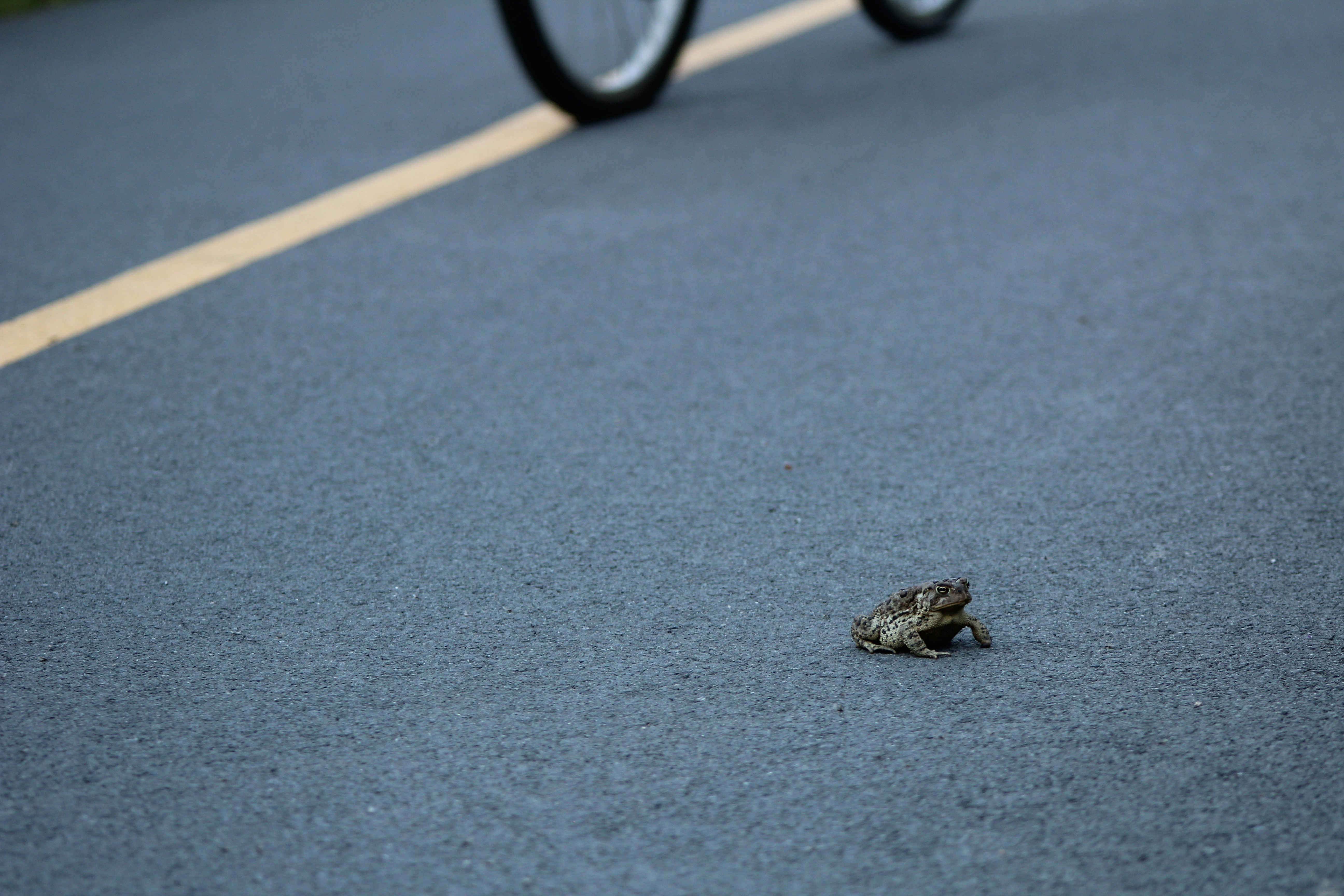 Photo by SM Rodriguez with Canon EOS 1200D