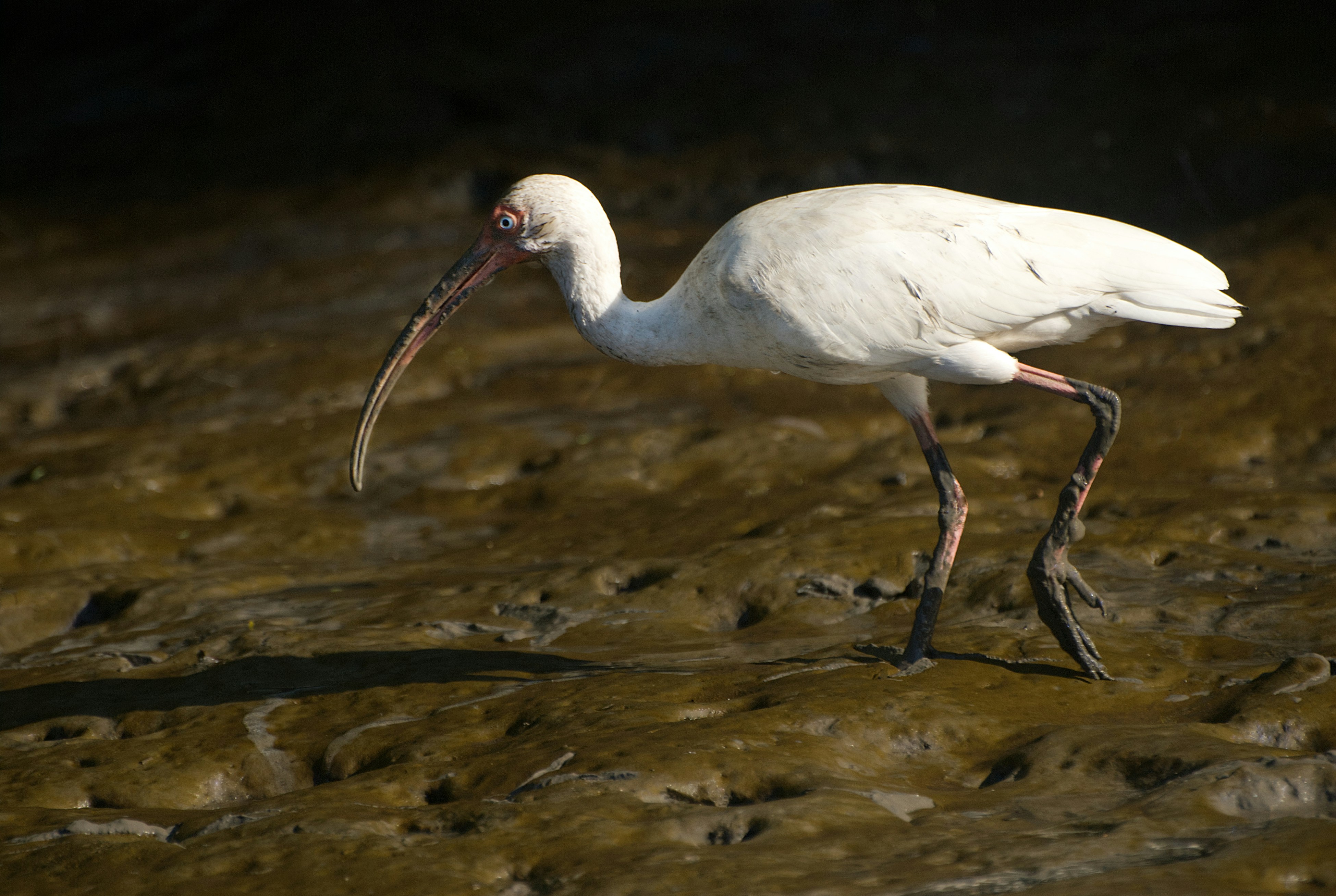 White ibis (Eudocimus albus) goes through the mud | A white ibis with a long curved beak forages in mud.