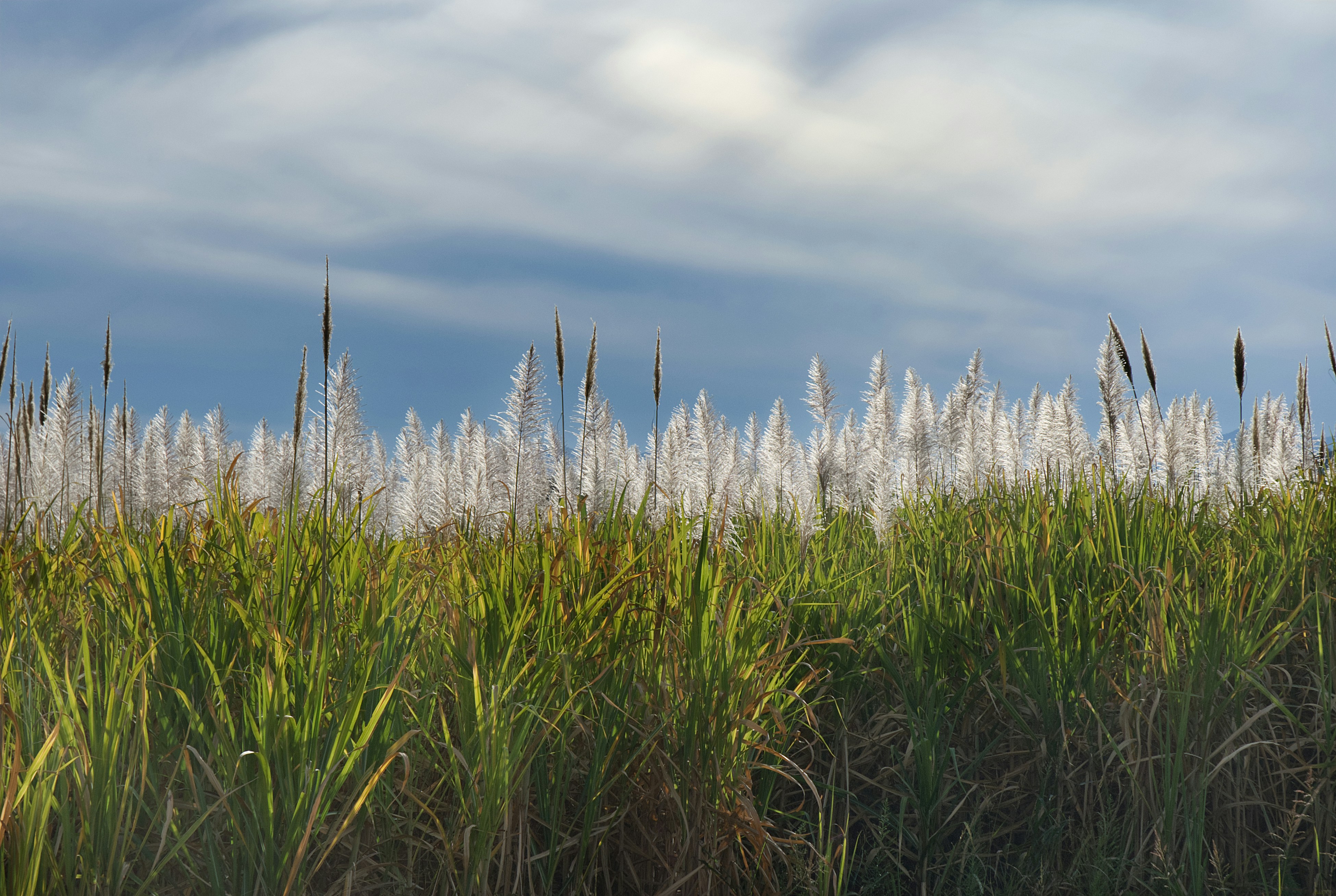 Sugarcane field with white flowers in front of a blue sky | Tall grass with white plumes under a cloudy sky