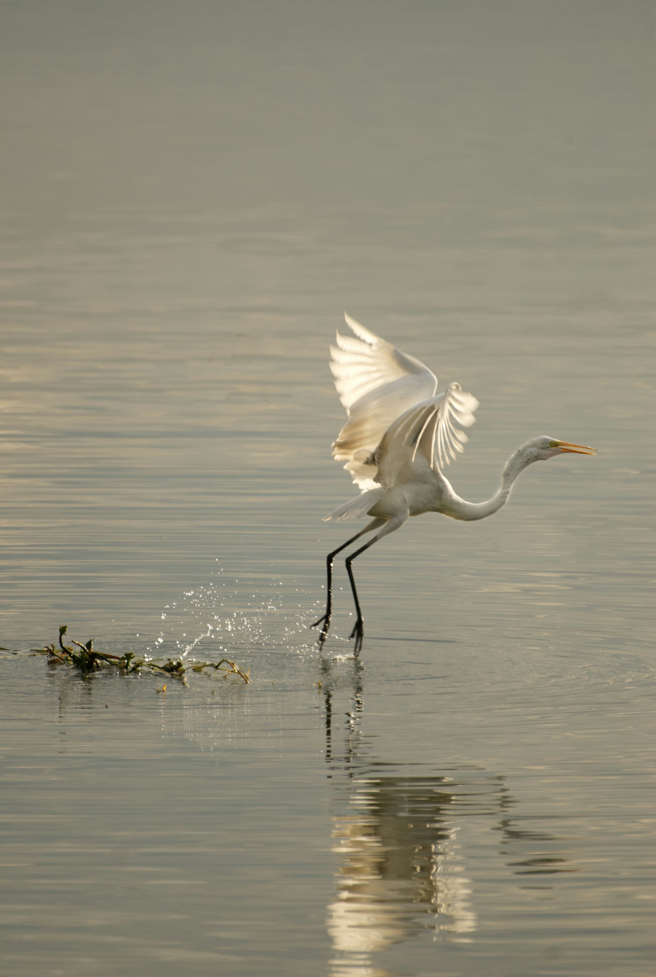 Great egret (Ardea alba) water take off | A white egret takes flight from the water.
