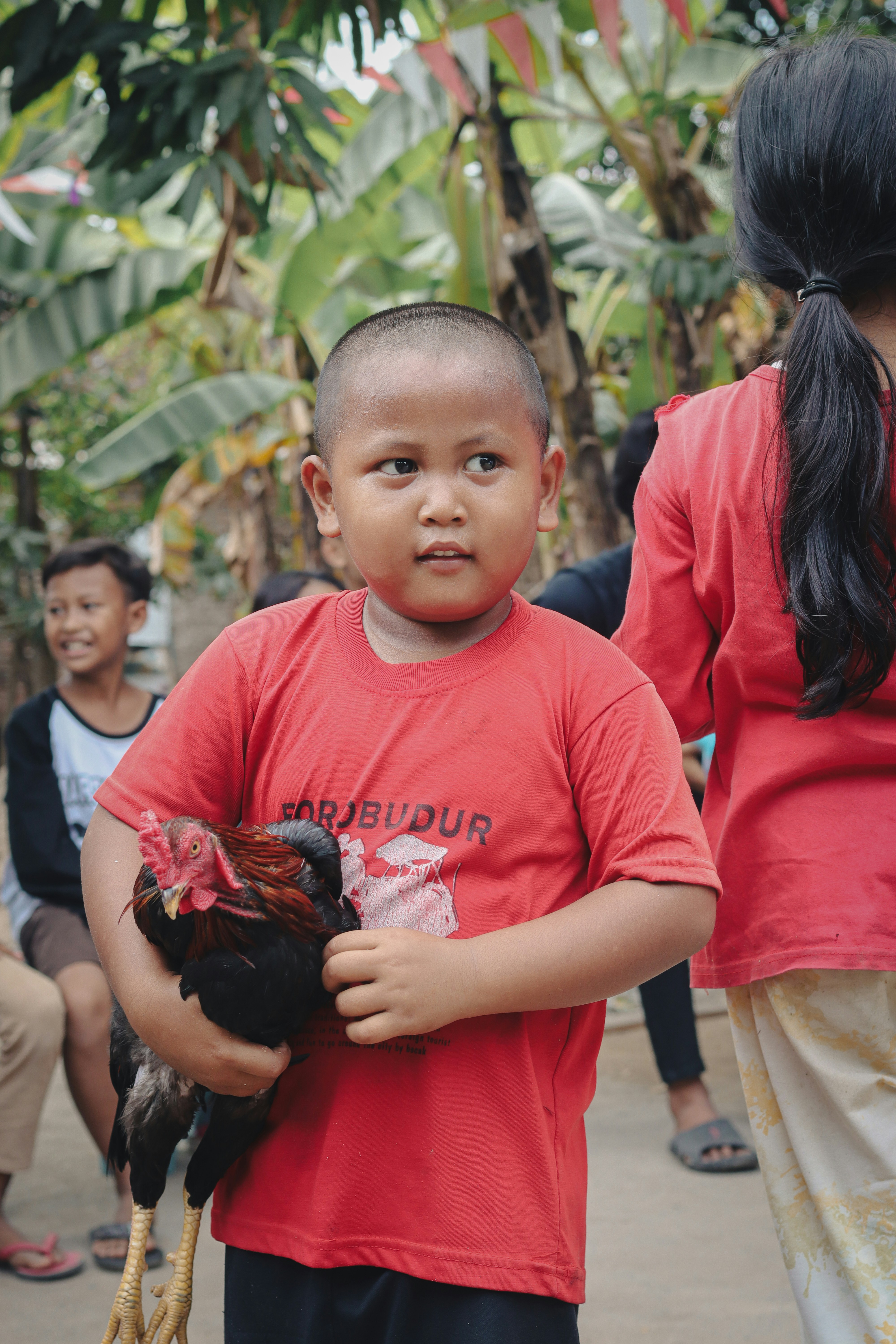 little Indonesian boy playing with his pet chicken | Young boy in red shirt holding a rooster