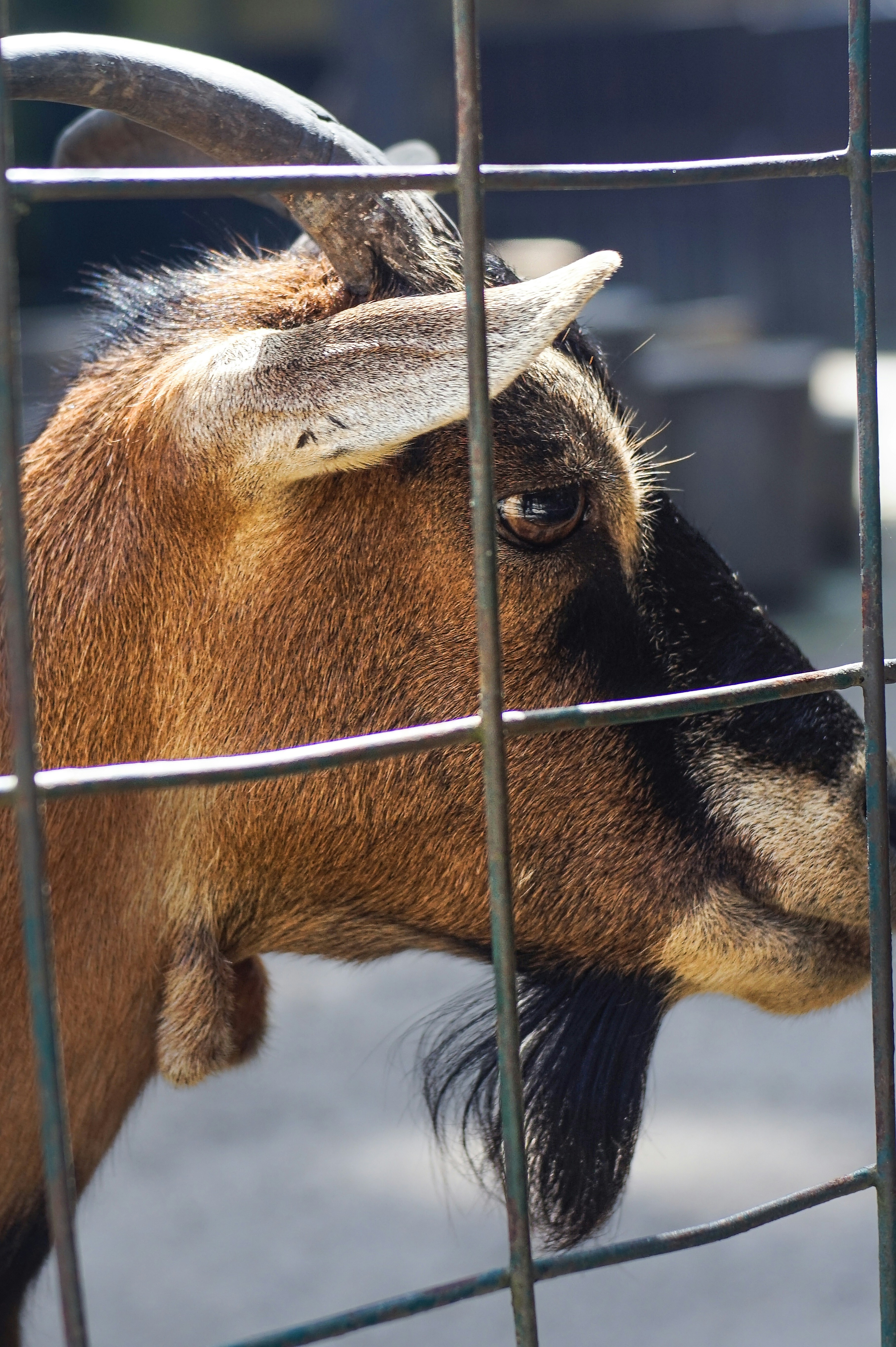 A goat in Bali Zoo | Brown goat with horns behind metal fence