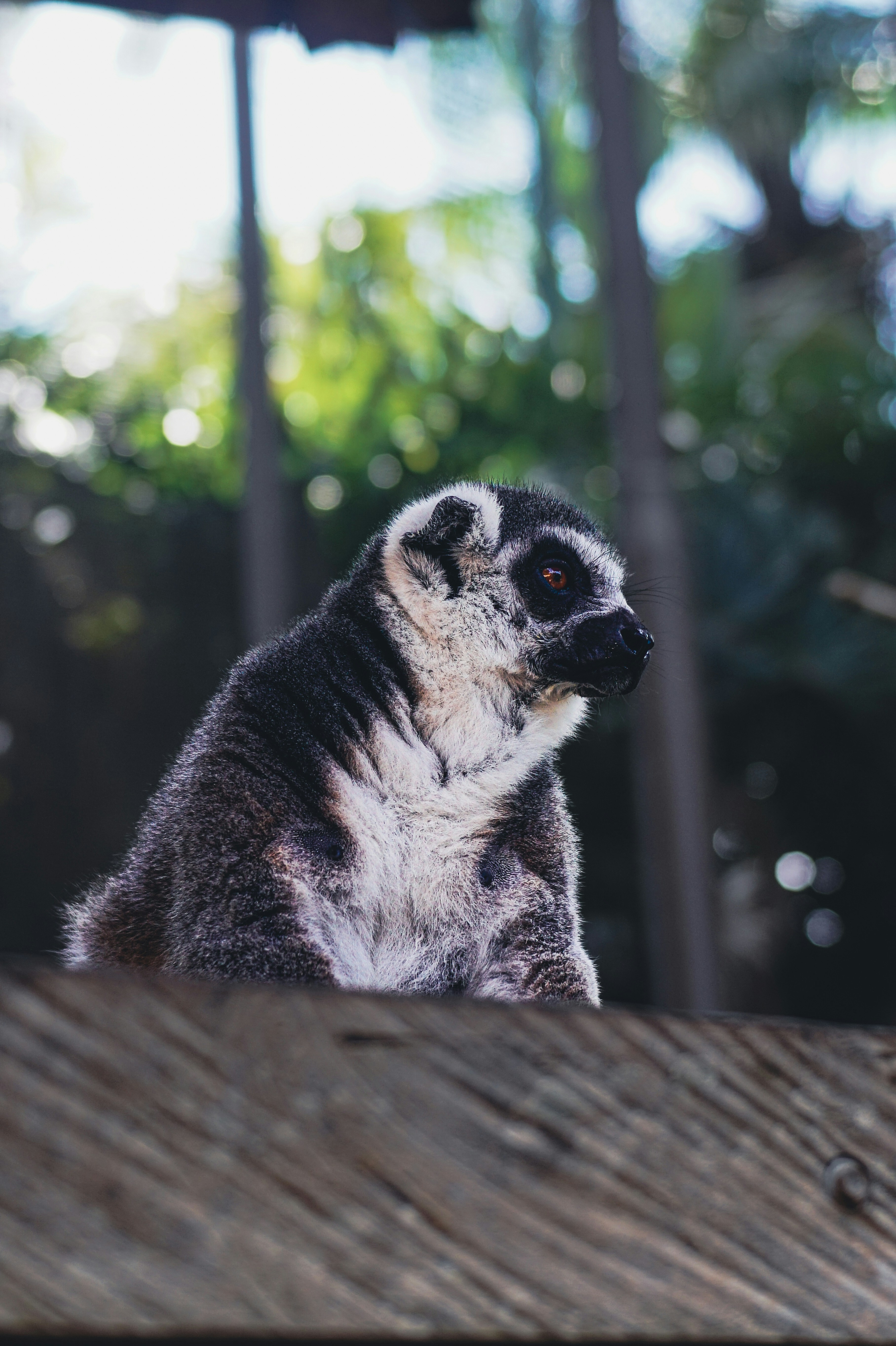 A lemur in Bali Zoo | A ring-tailed lemur sits looking to the side.