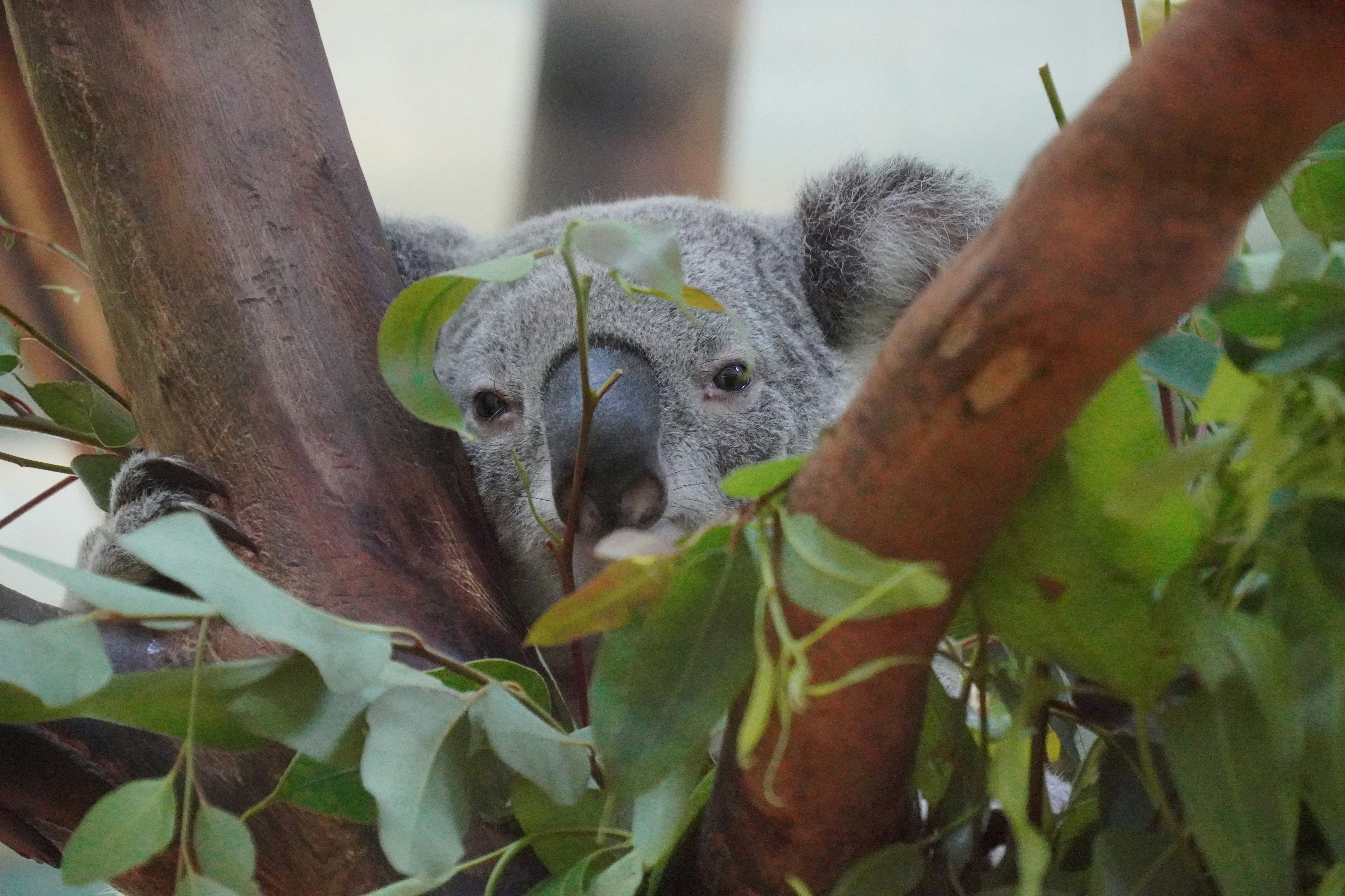 A Glimpse of Serenity: The Koala's Hideaway
