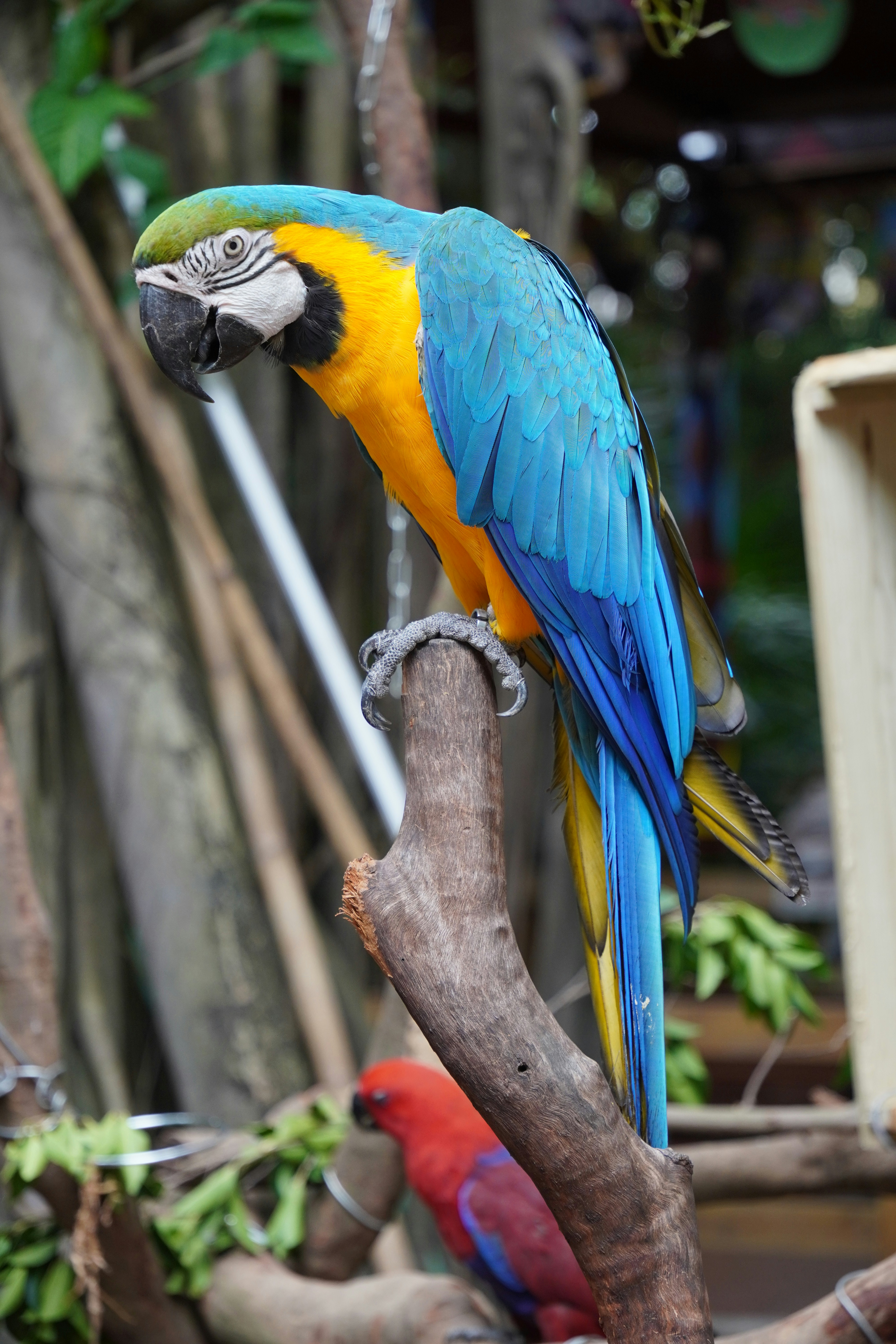 Azure Flame on a Weathered Branch: Macaw in Lush Greenery