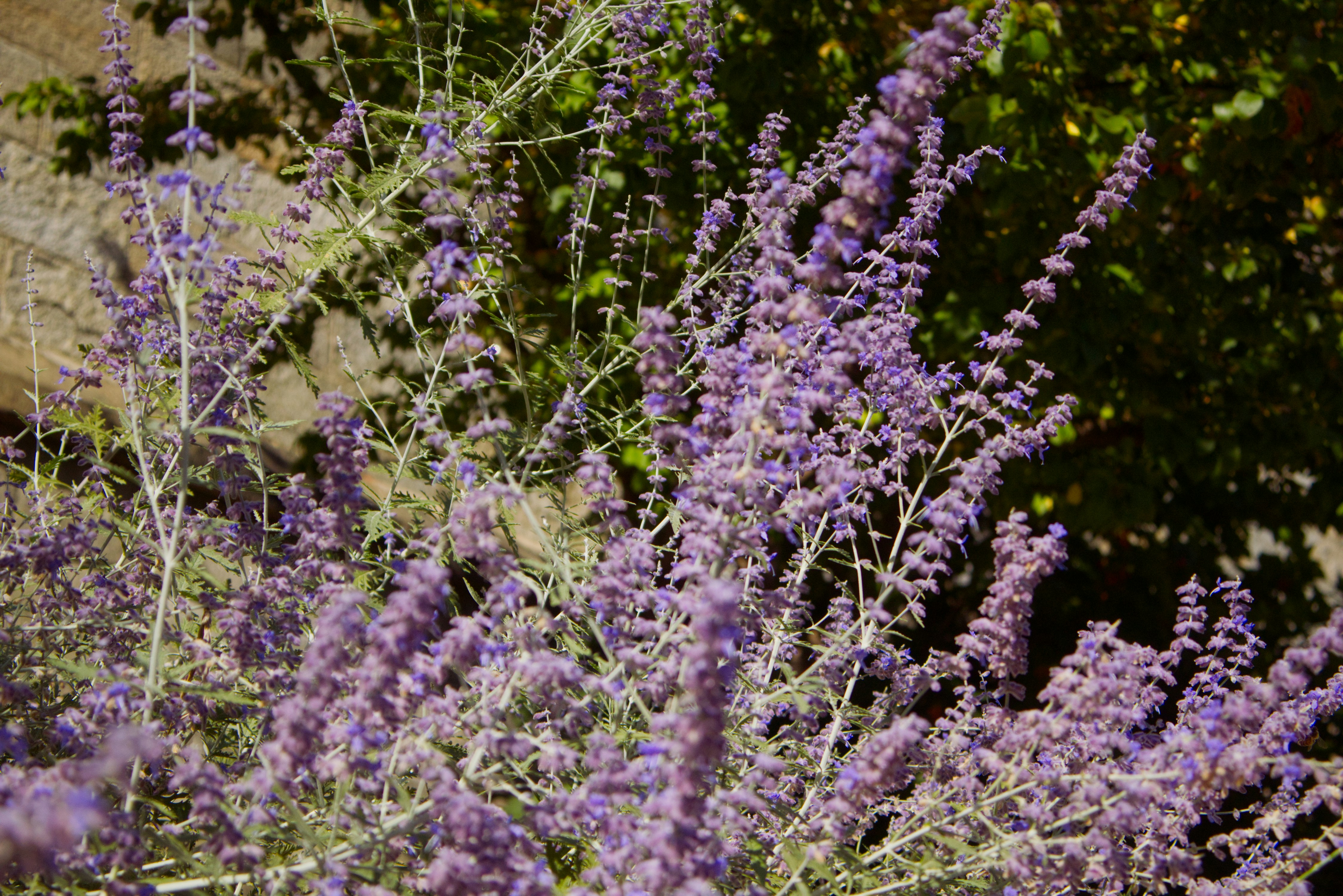 Purple lavender flowers bloom in the garden
