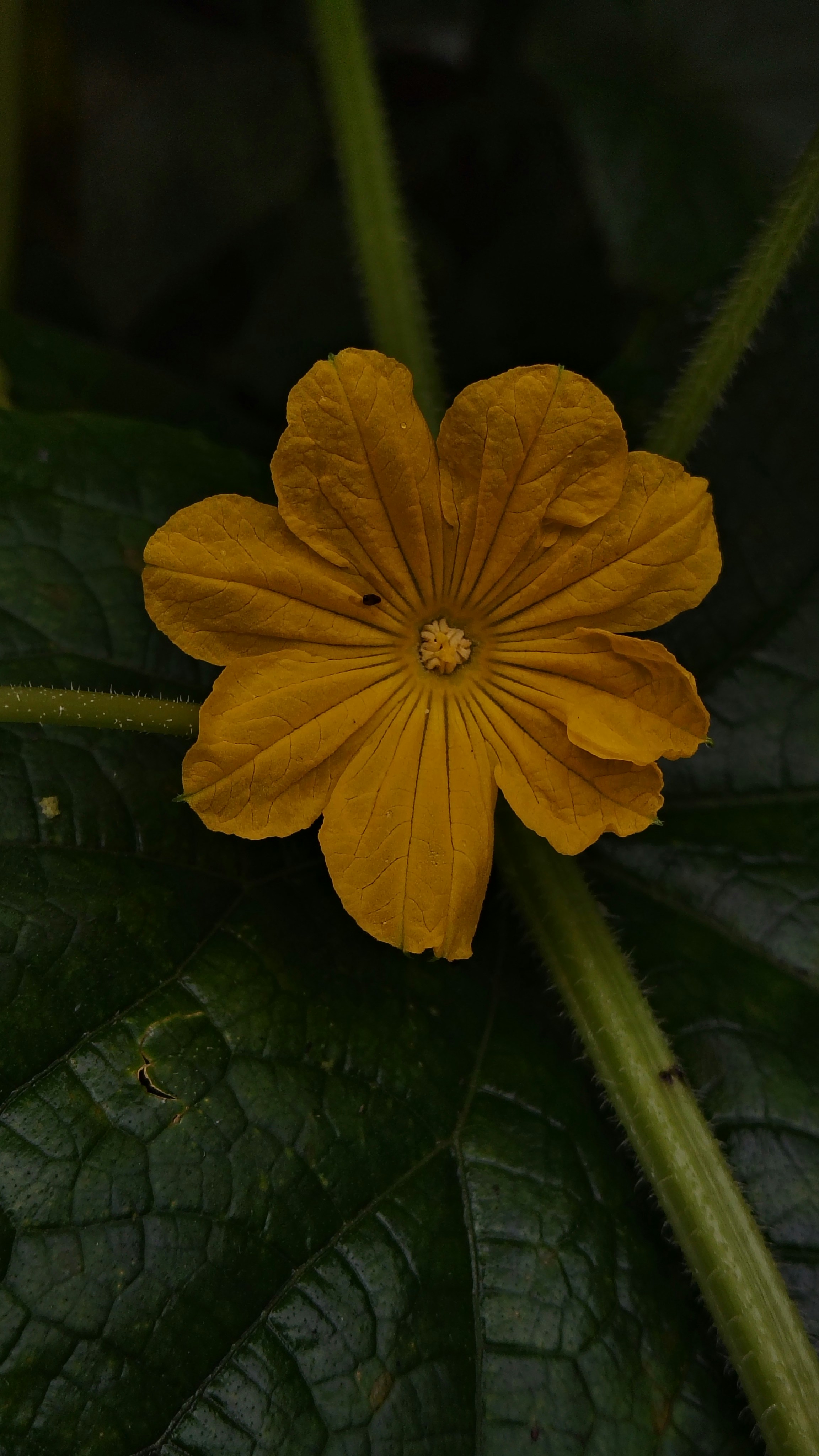 Yellow cucumber flower in the mountains. Organic cucumber 😋 | A yellow flower with six petals on a green leaf.