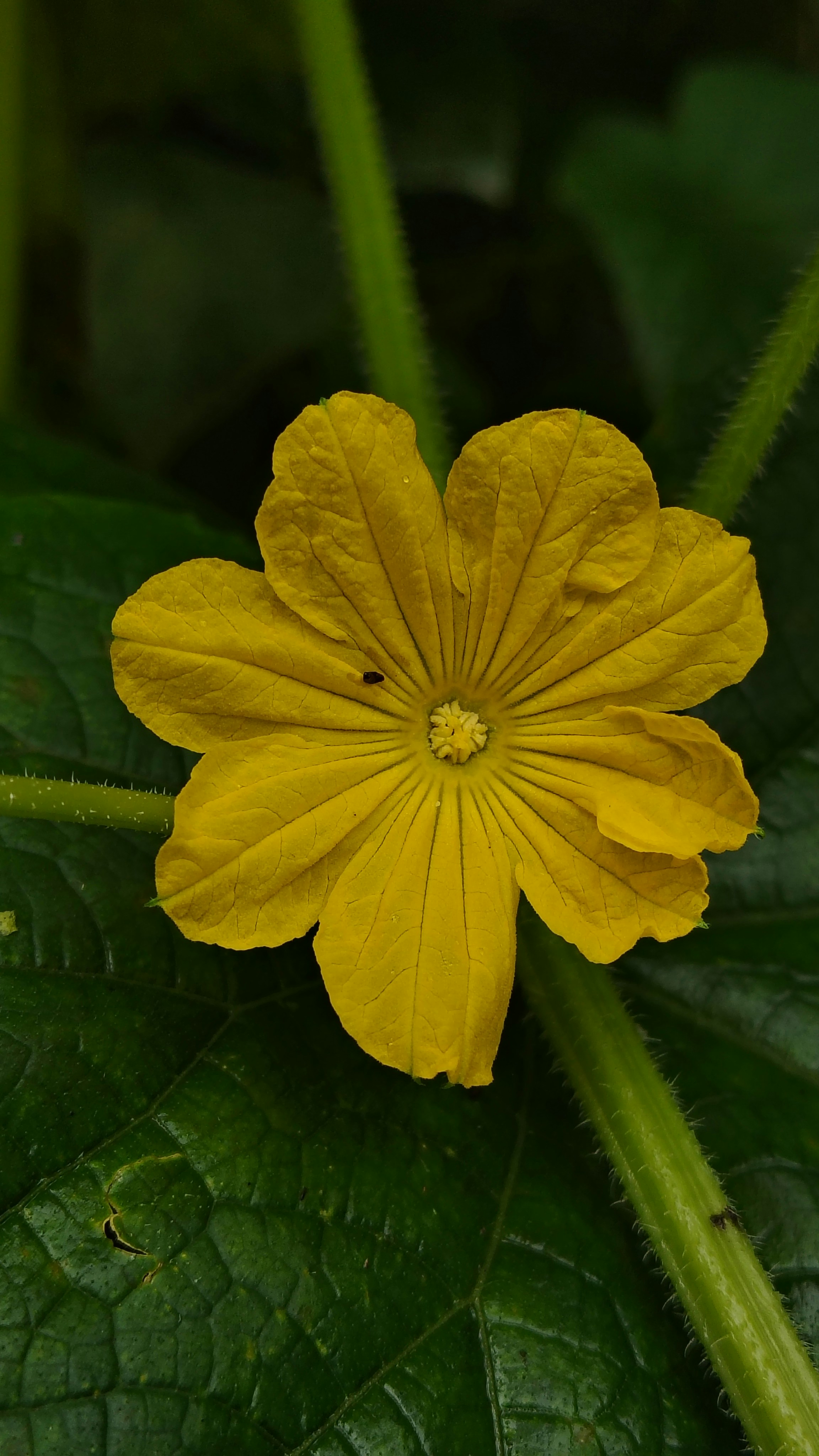 Yellow flower with green leaves and stem
