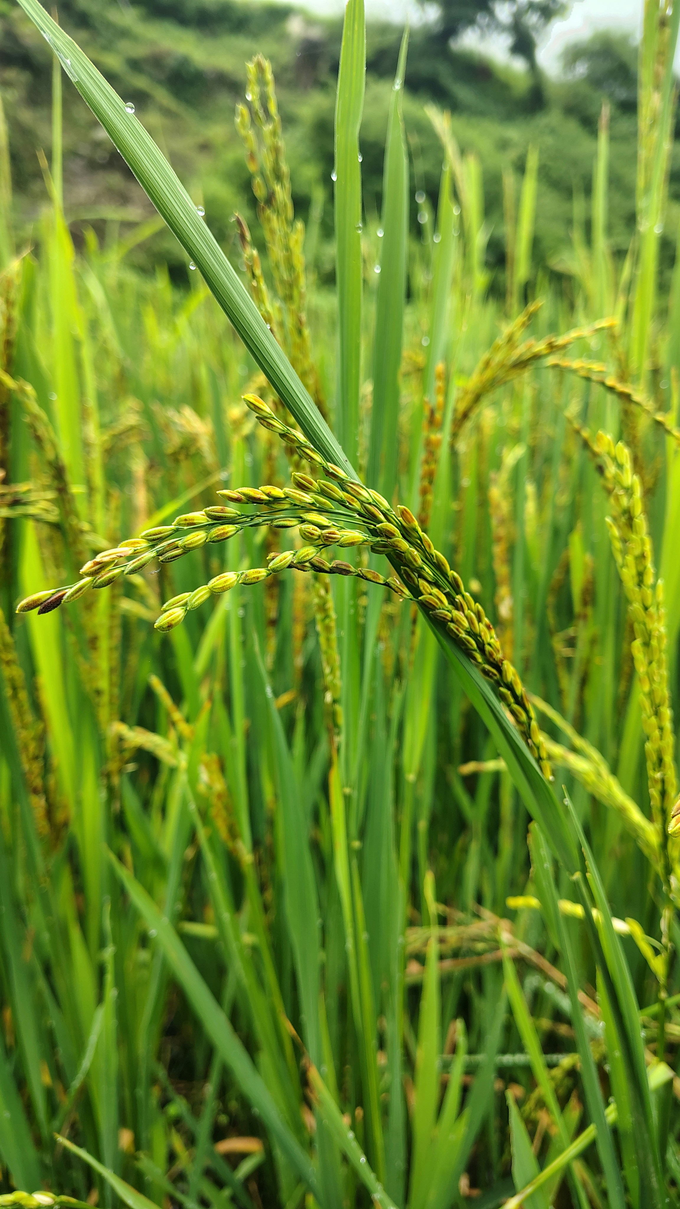 In the process of ripening only One month is left for the harvesting. | Close-up of green rice stalks with water droplets.