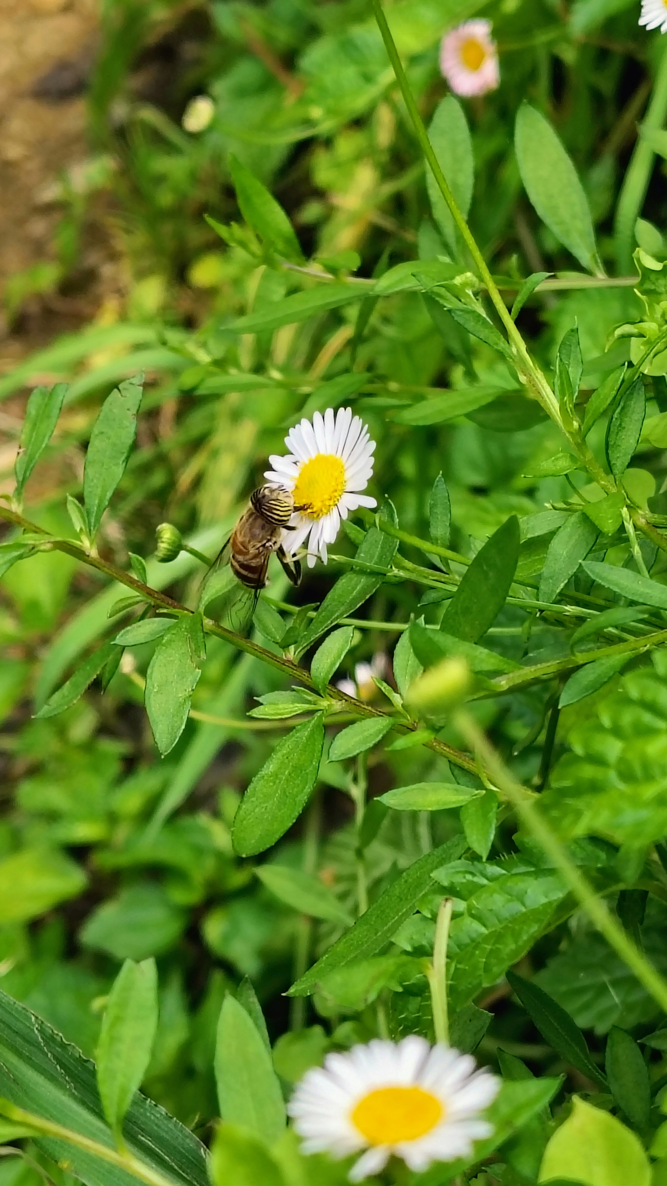 Collecting sweet honey. | A bee collecting nectar from a white daisy.