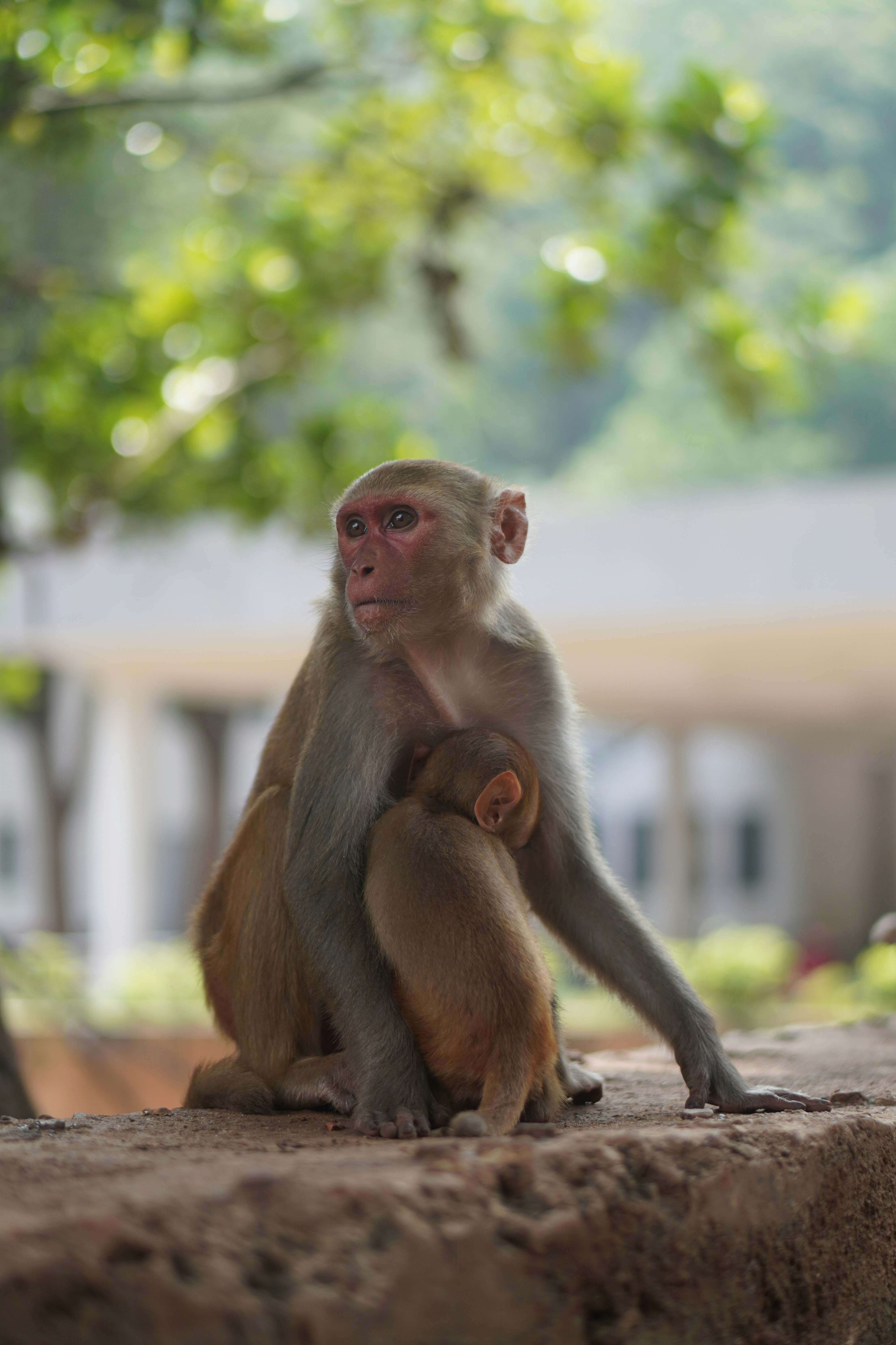 loving mother | Mother monkey nursing her baby in natural setting