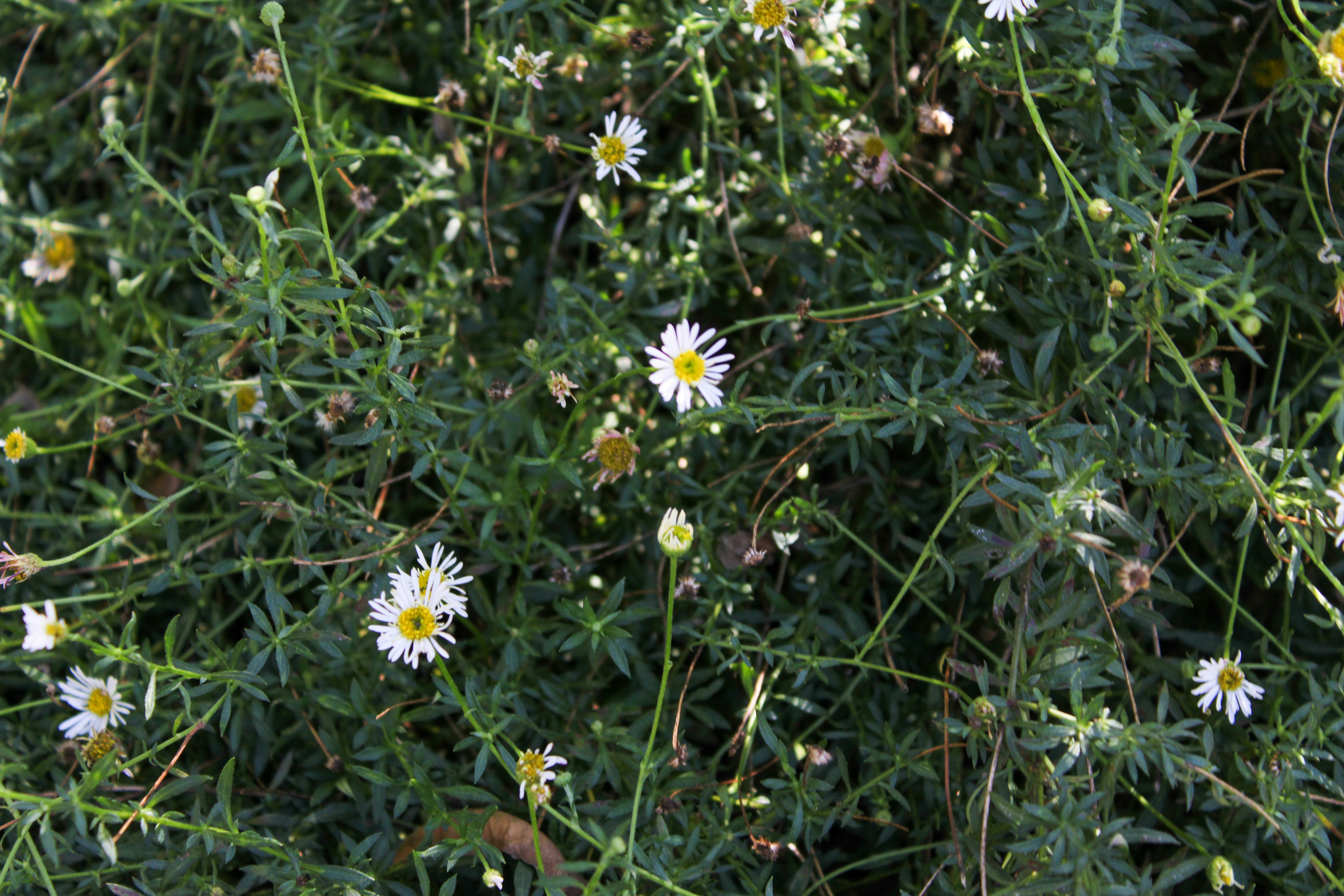 Small white wildflowers bloom amidst green foliage.
