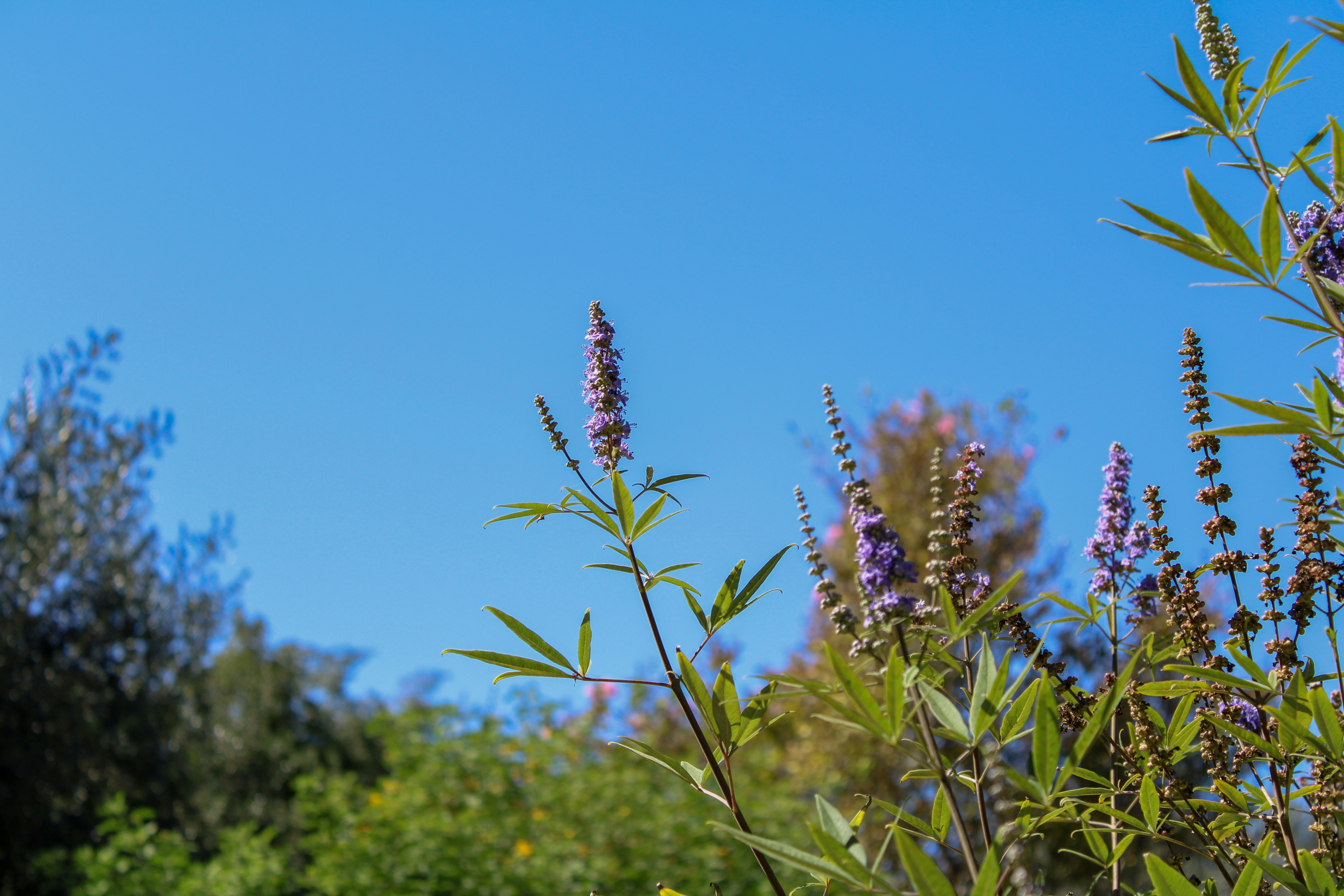 Whispers of Nature: A Floral Symphony Under the Sky
