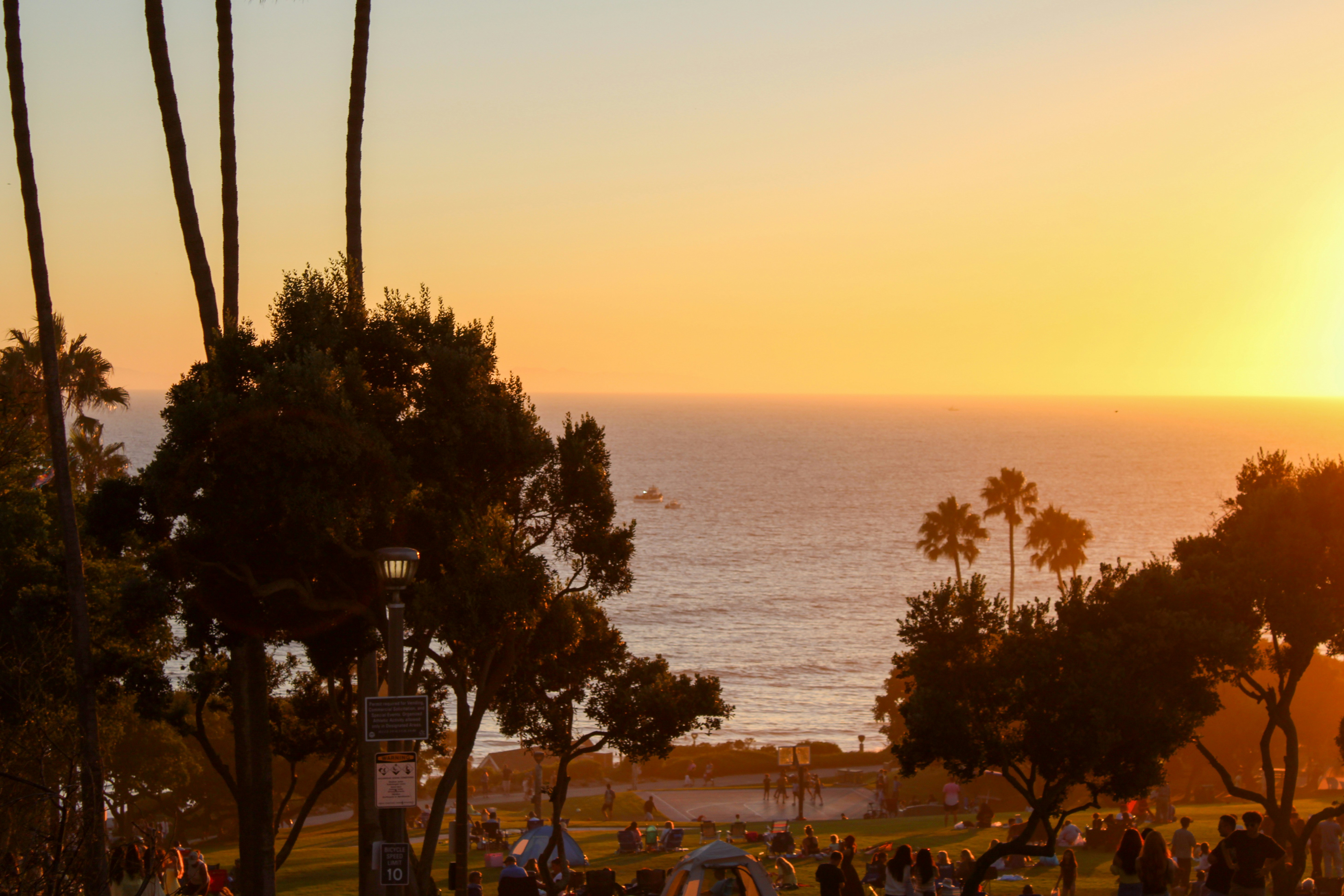 Golden sunset over the ocean with palm trees.