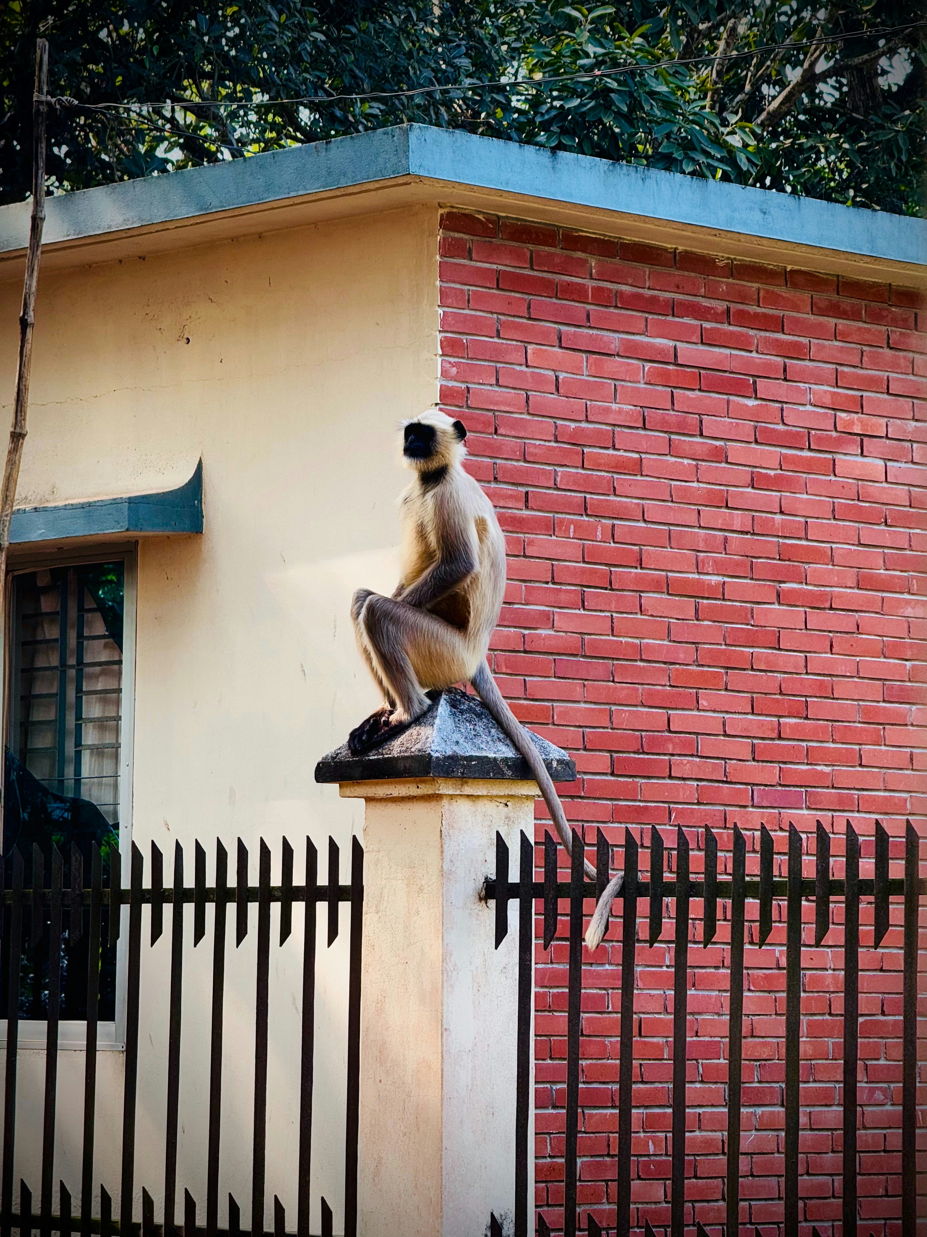 Urban Sentinel: The Watchful Monkey