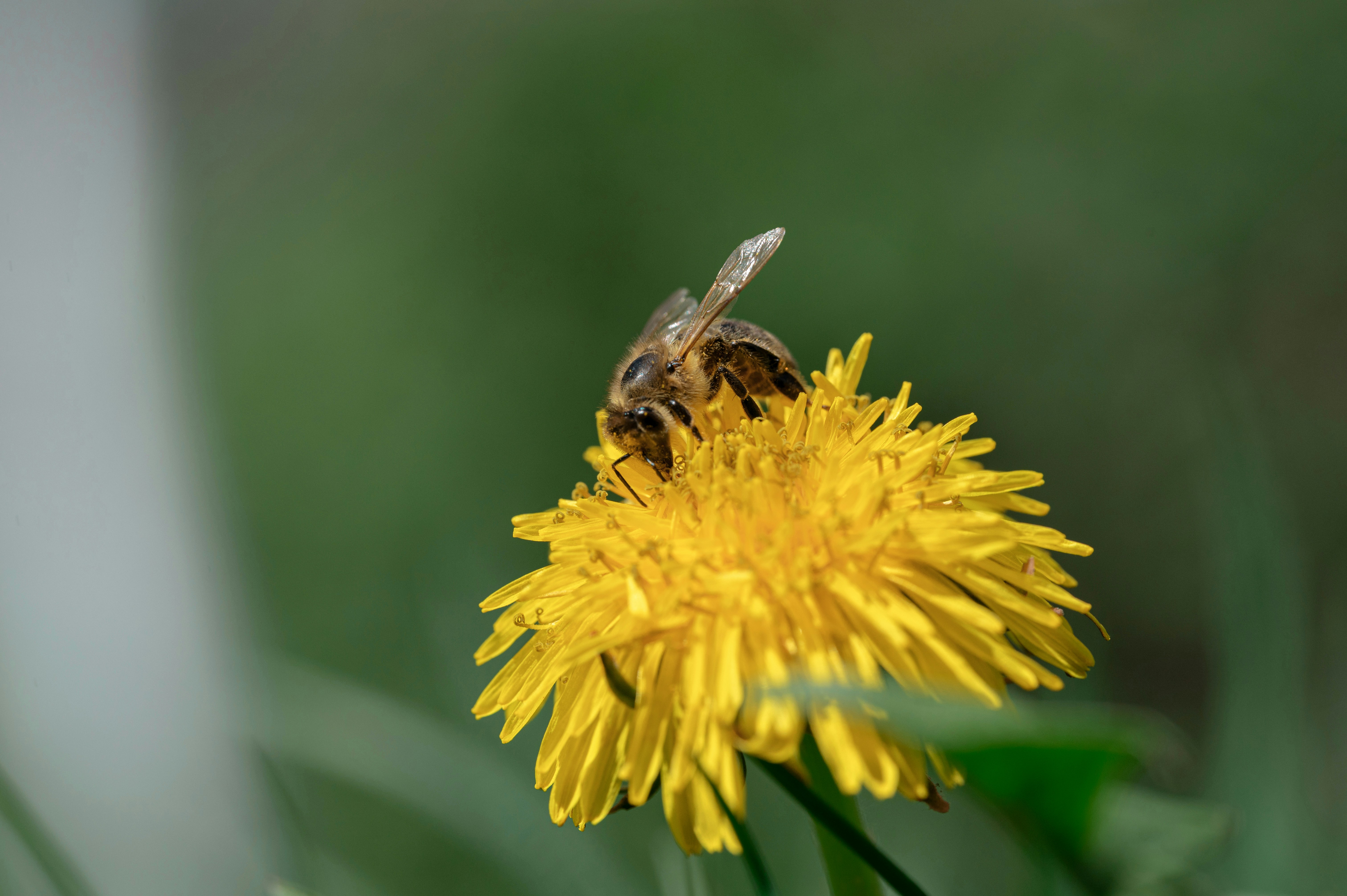 A bee collects pollen from a yellow dandelion flower.