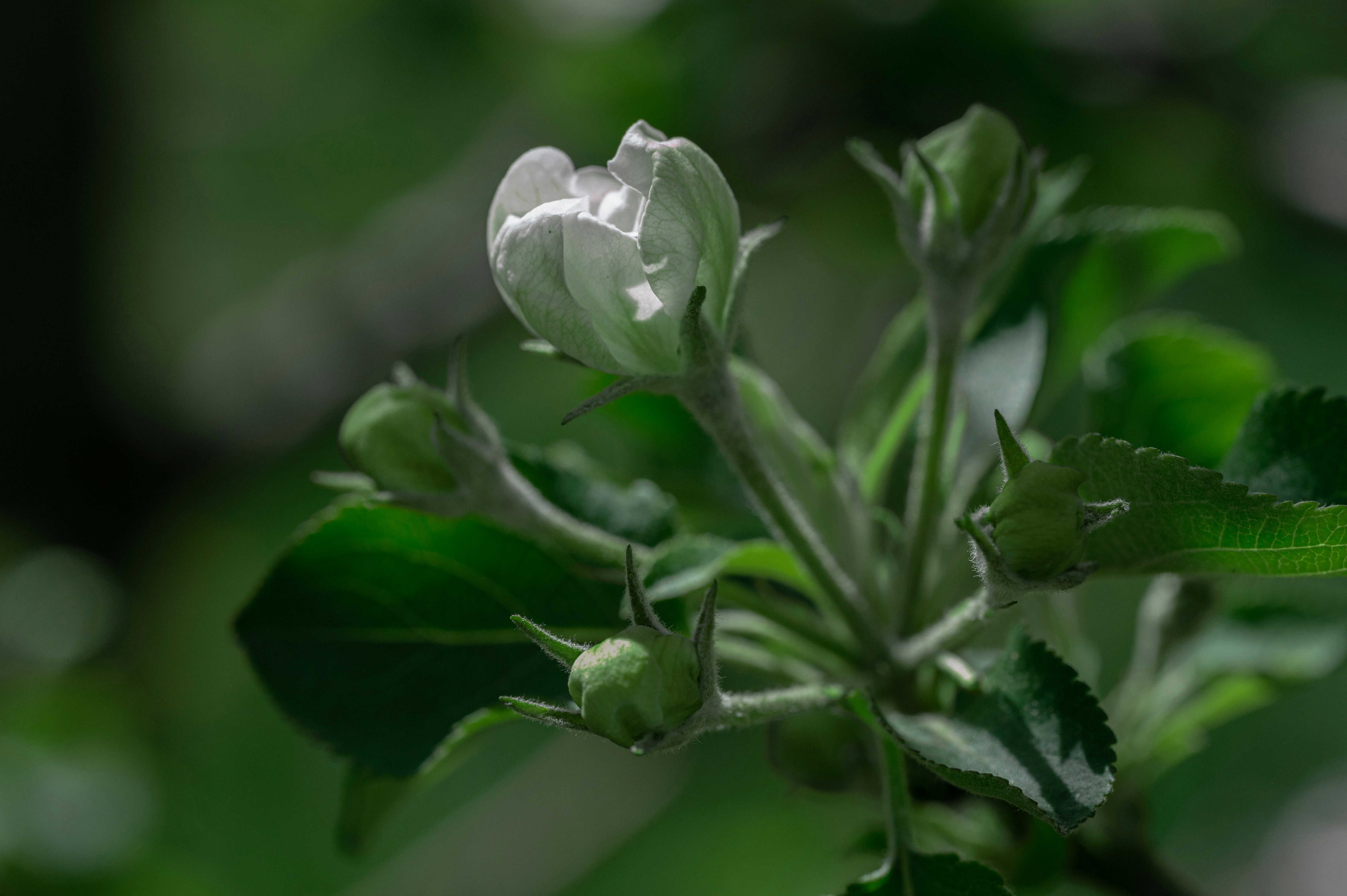A delicate white apple blossom bud on a branch.