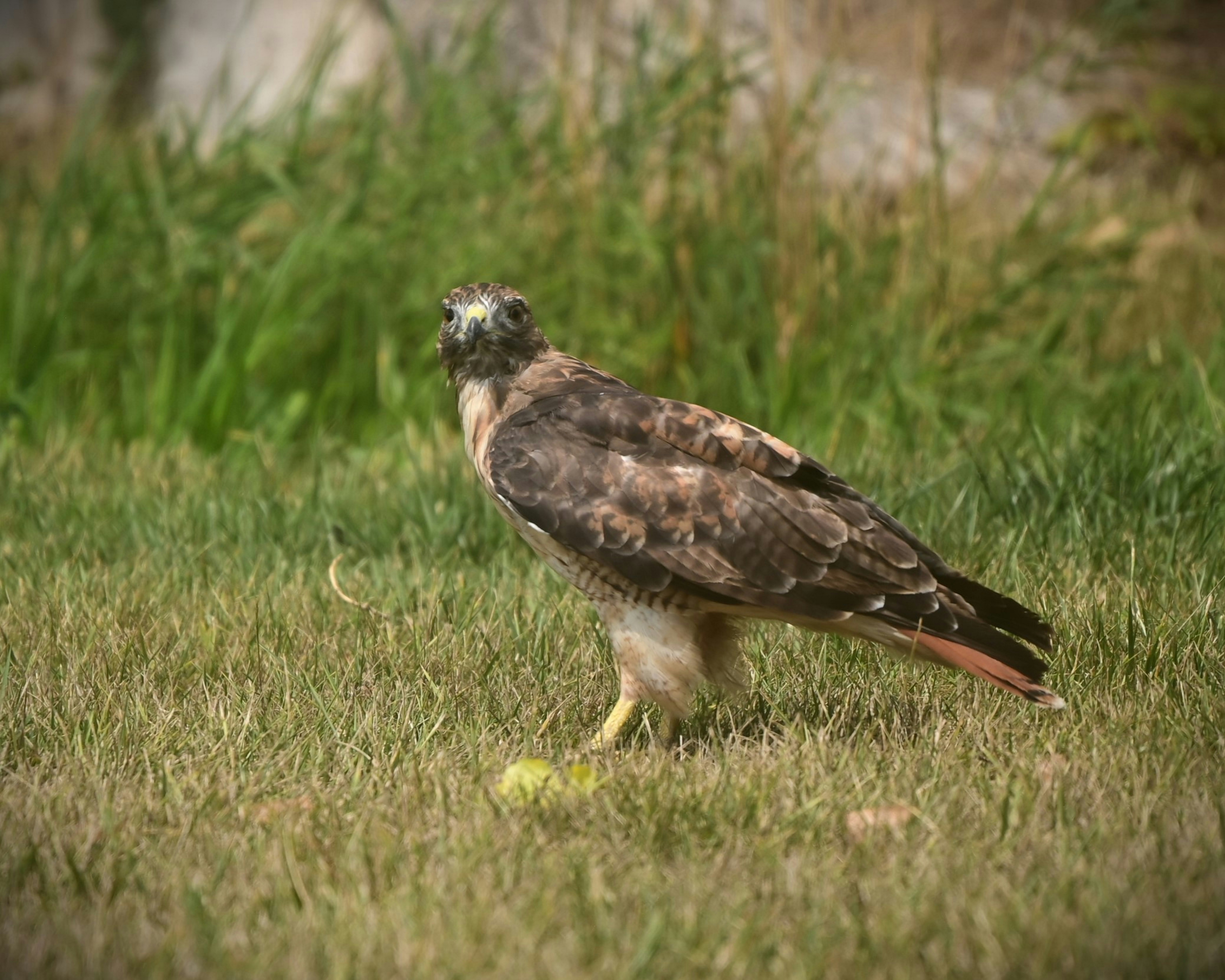 A hawk stands on grassy ground with blurred background. photo – Free ...