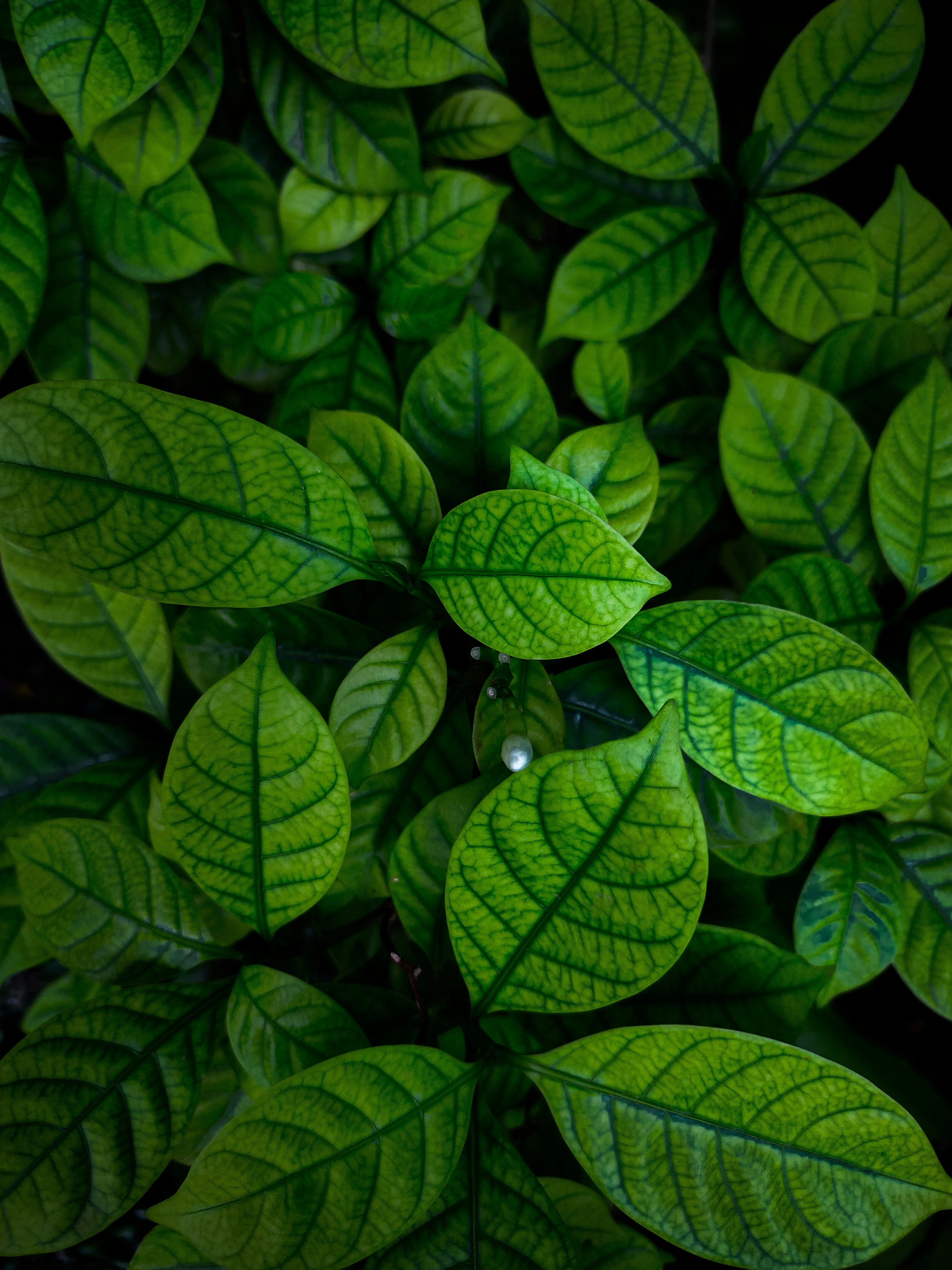 A dense cluster of lush green leaves with visible veins.
