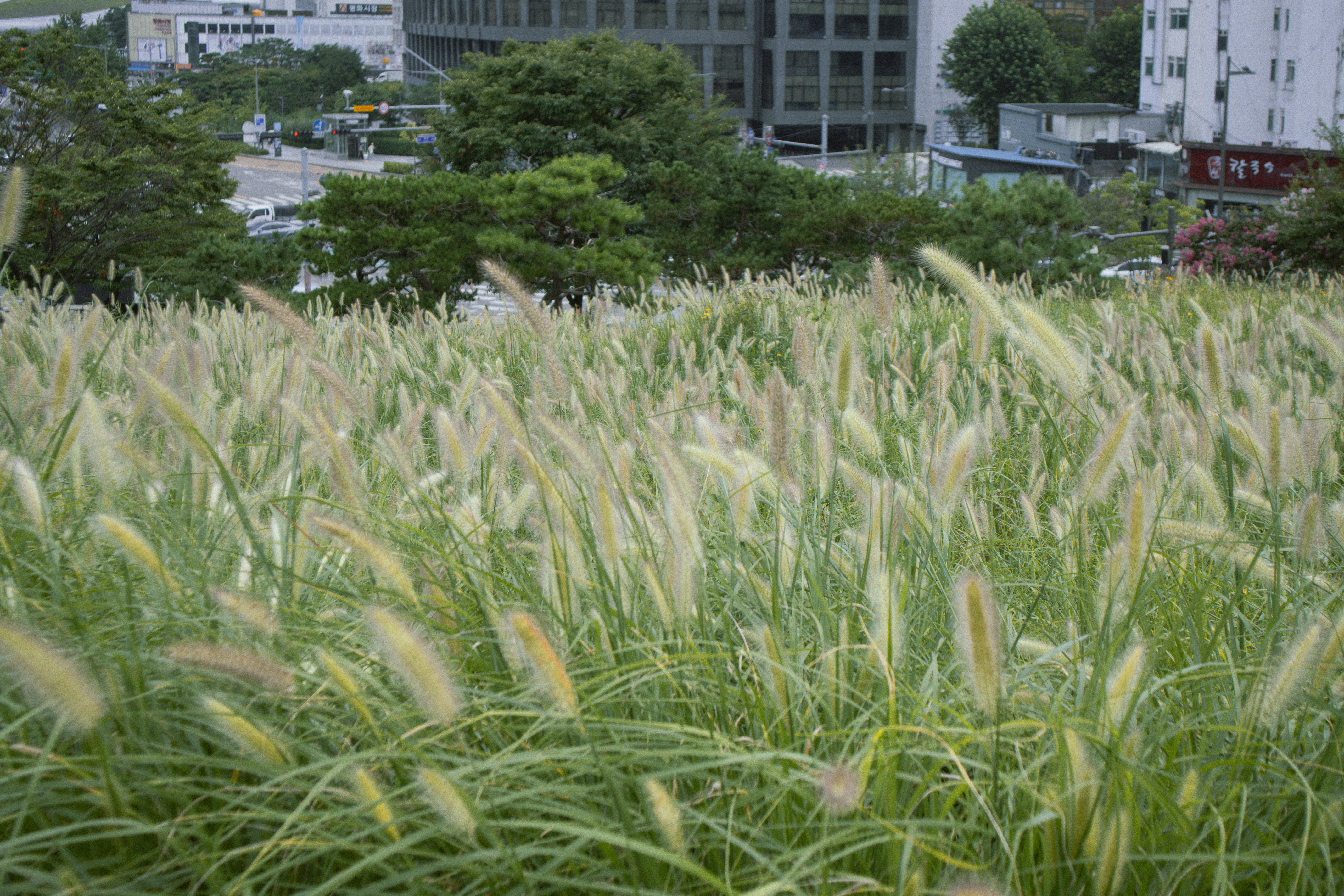 Whispers of the Urban Meadow