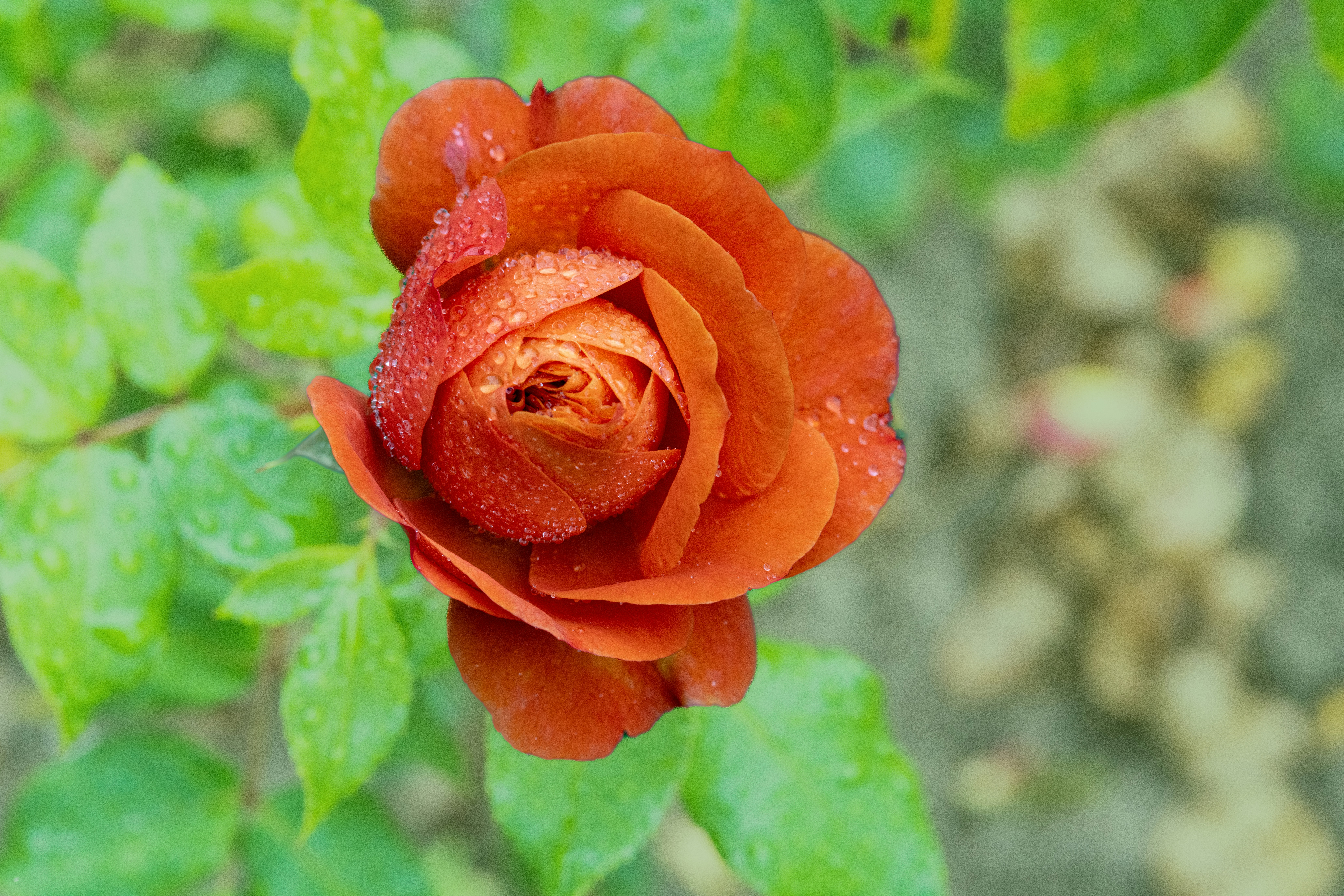 Vibrant orange rose adorned with droplets of water, surrounded by lush green leaves. The intricate petals reveal the beauty of nature's artistry.