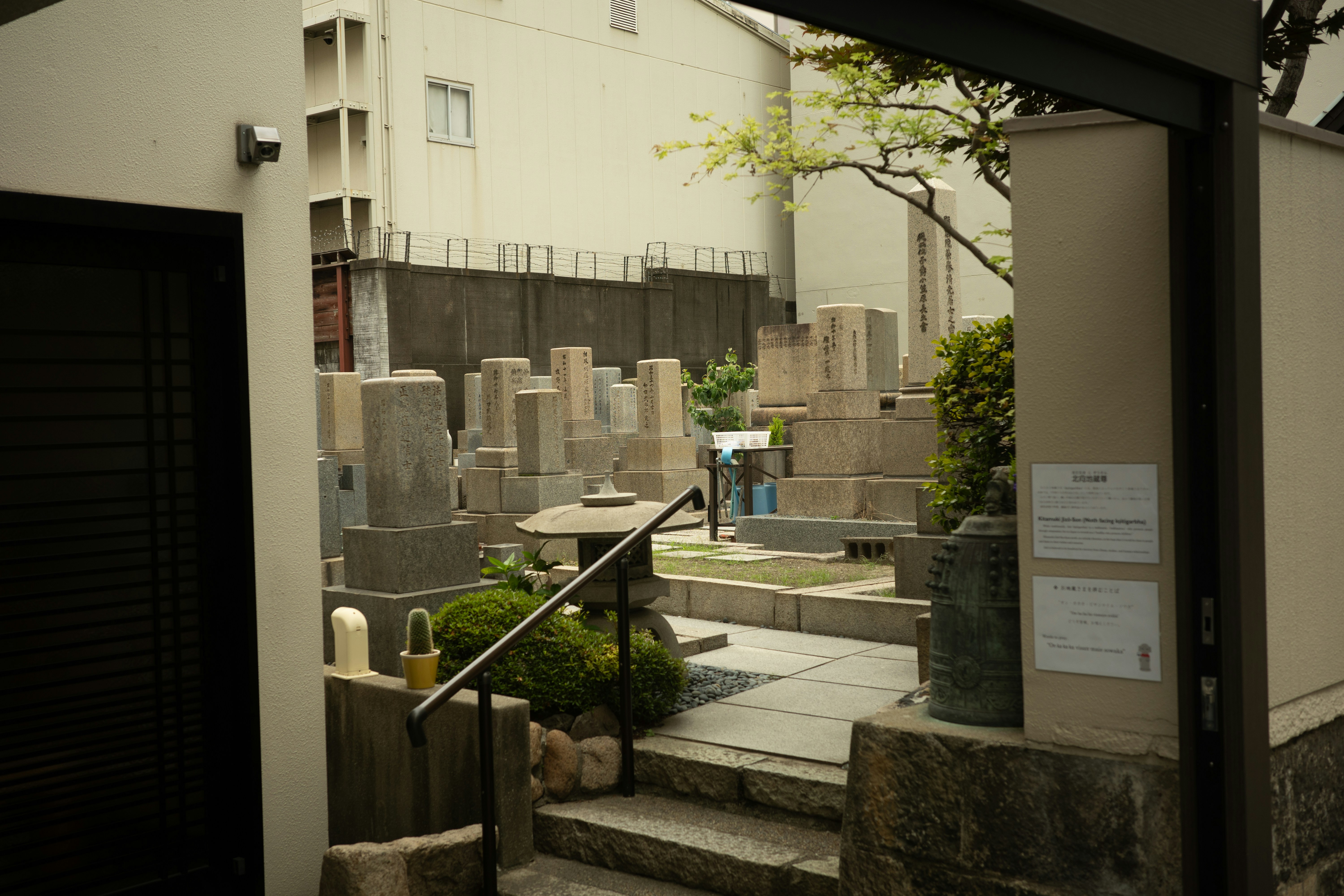 Whispers of the Past: A Serene Cemetery View