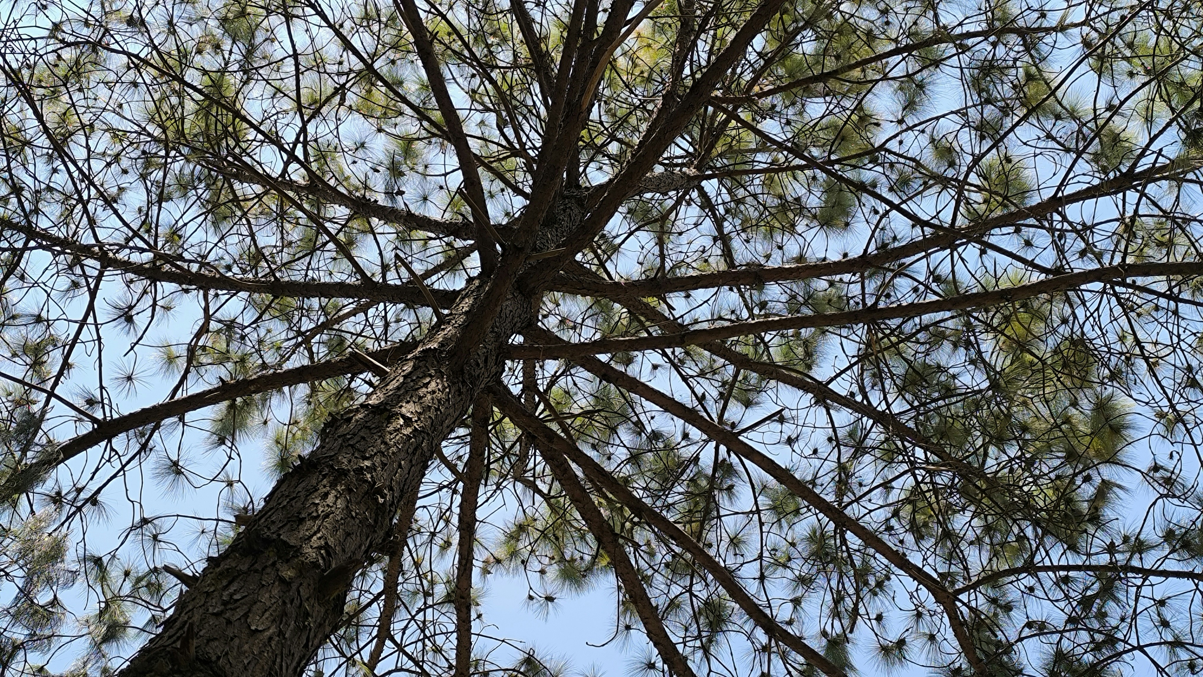 Looking up at a tall pine tree, its branches stretch outward against the blue sky, creating a natural canopy of needles and light. | Looking up at pine tree branches against sky