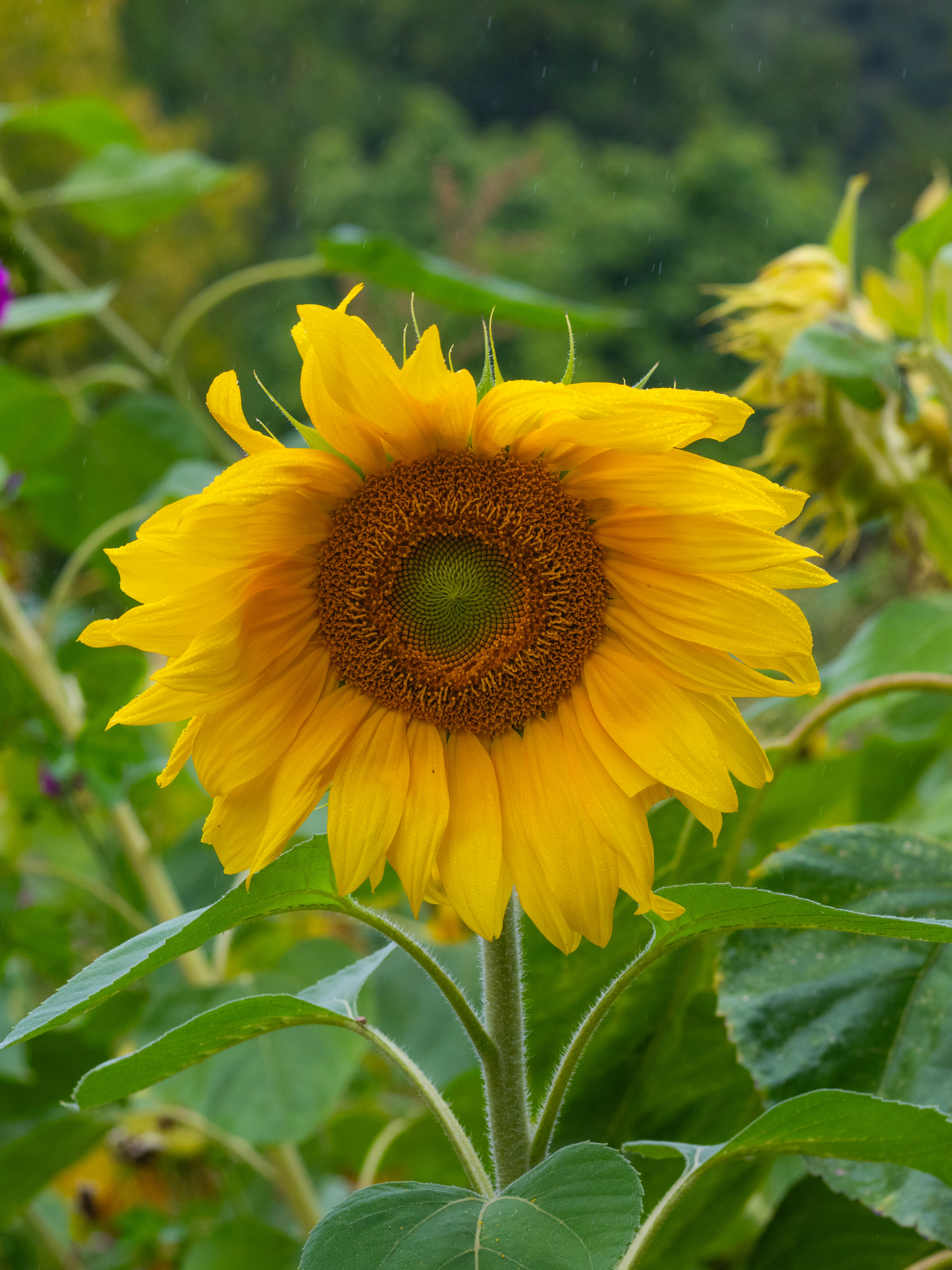 Golden Radiance: The Sunflower's Embrace