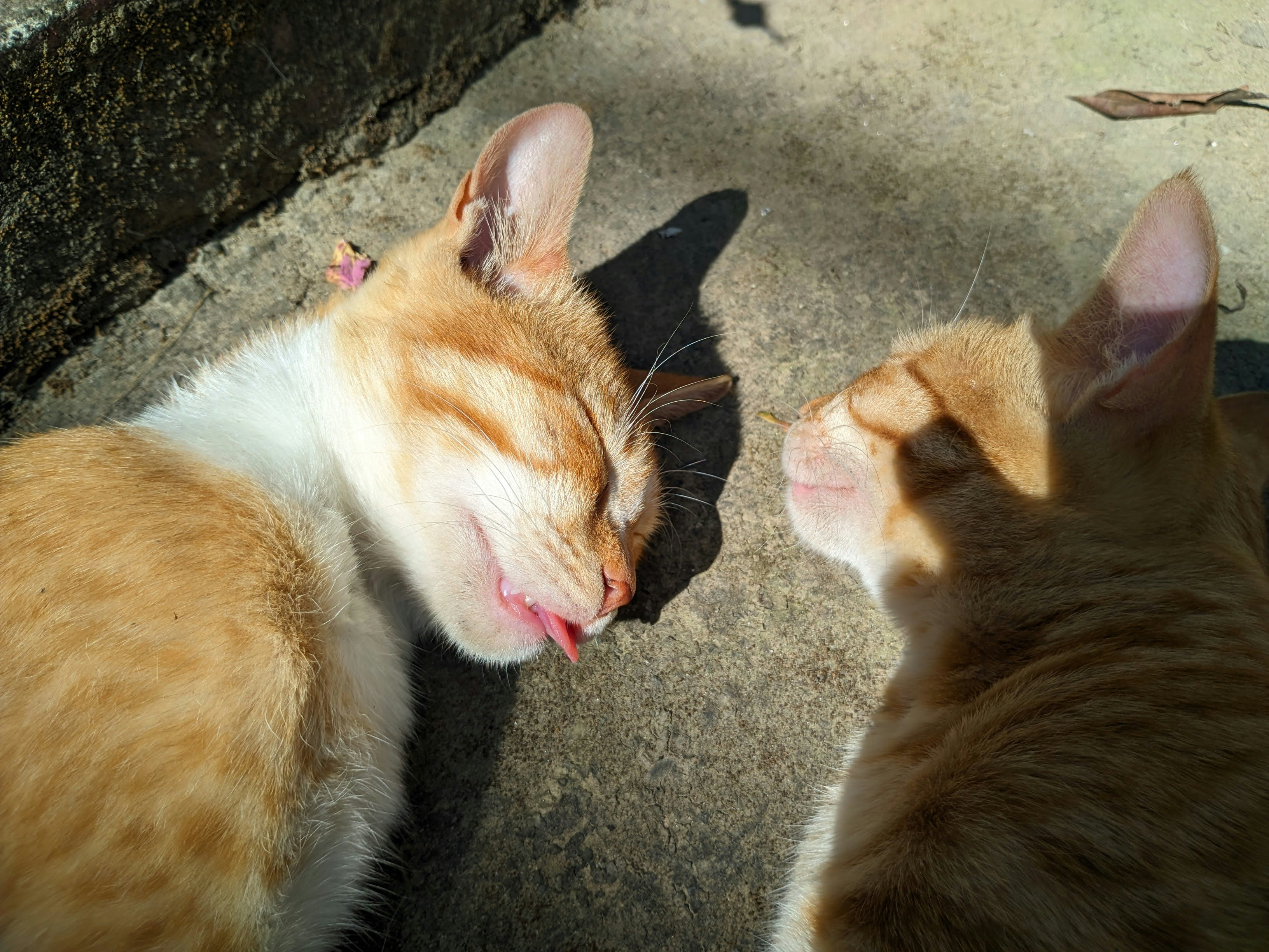 Two orange cats sleeping in the sun