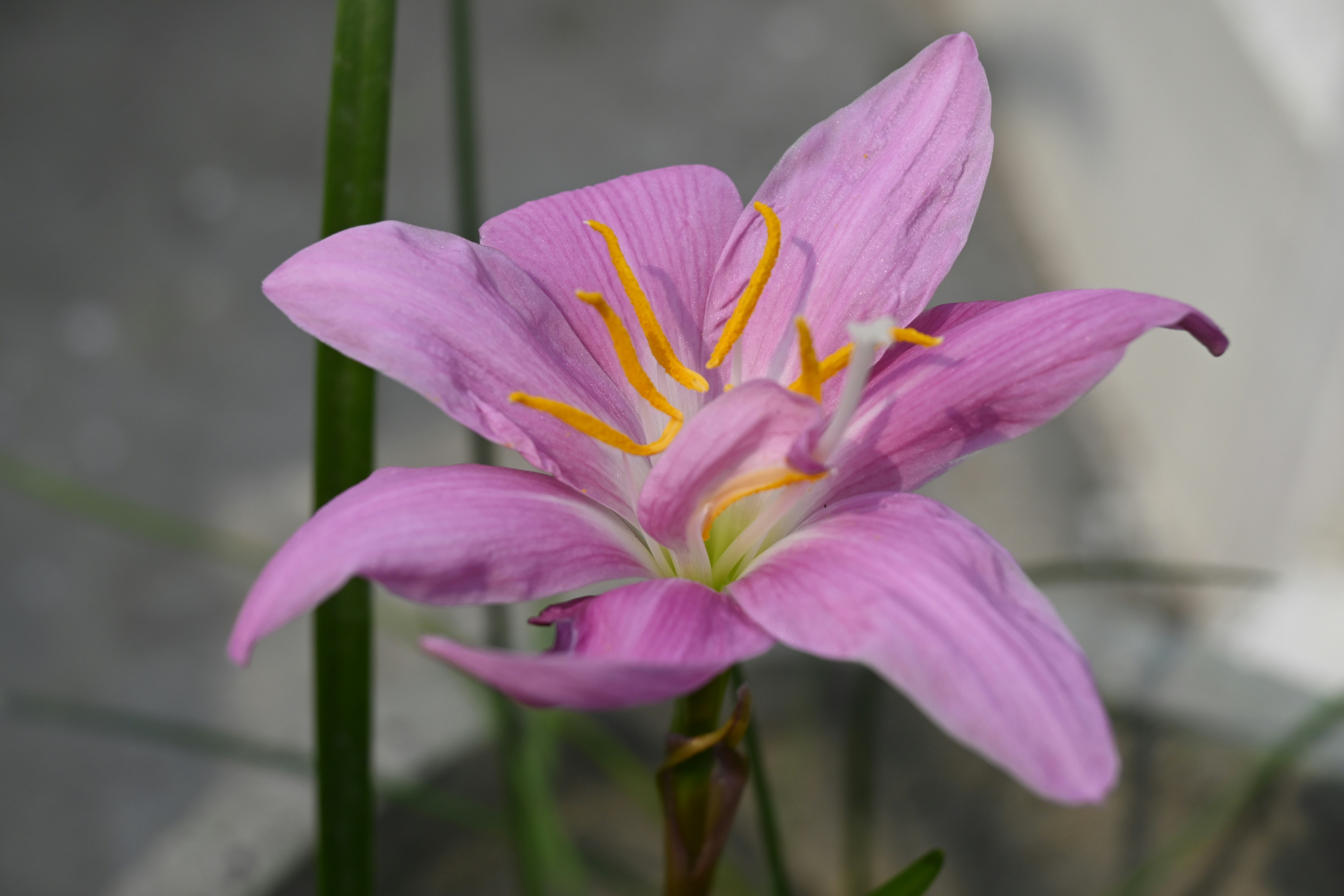 Whispers of Spring: The Delicate Bloom