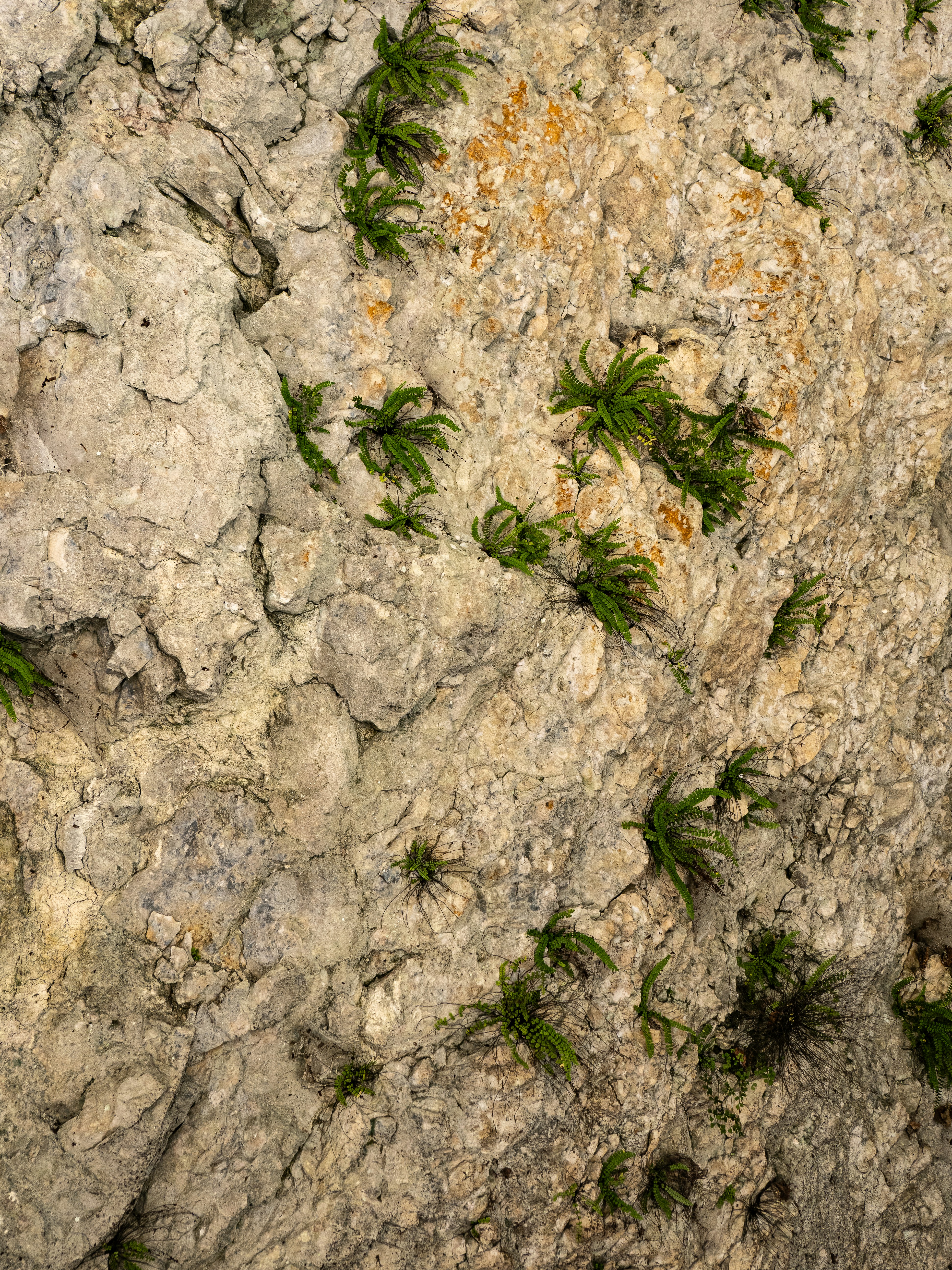 Green moss growing on a textured rock surface.