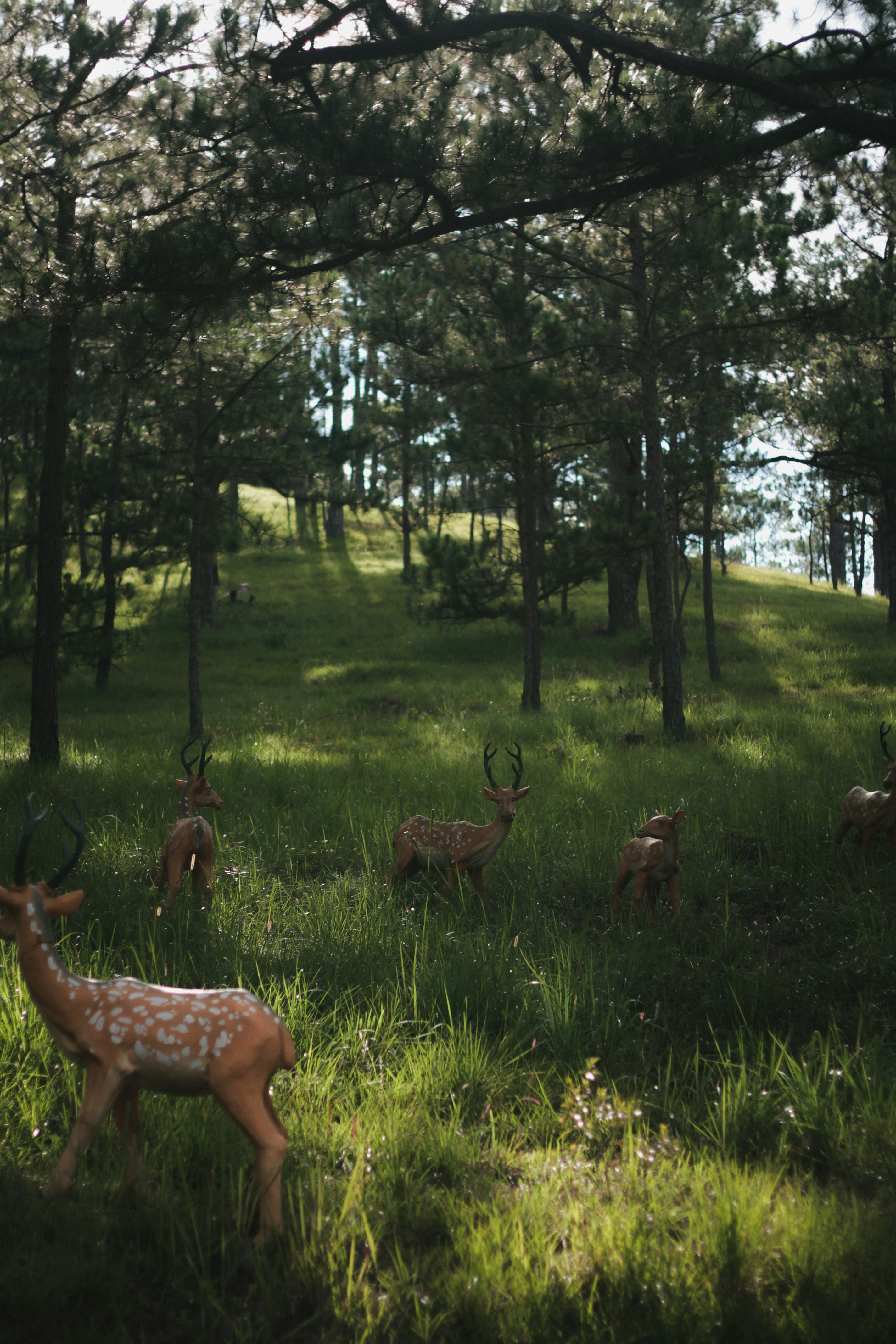 Whispers of the Forest: A Glimpse into Nature's Artistry